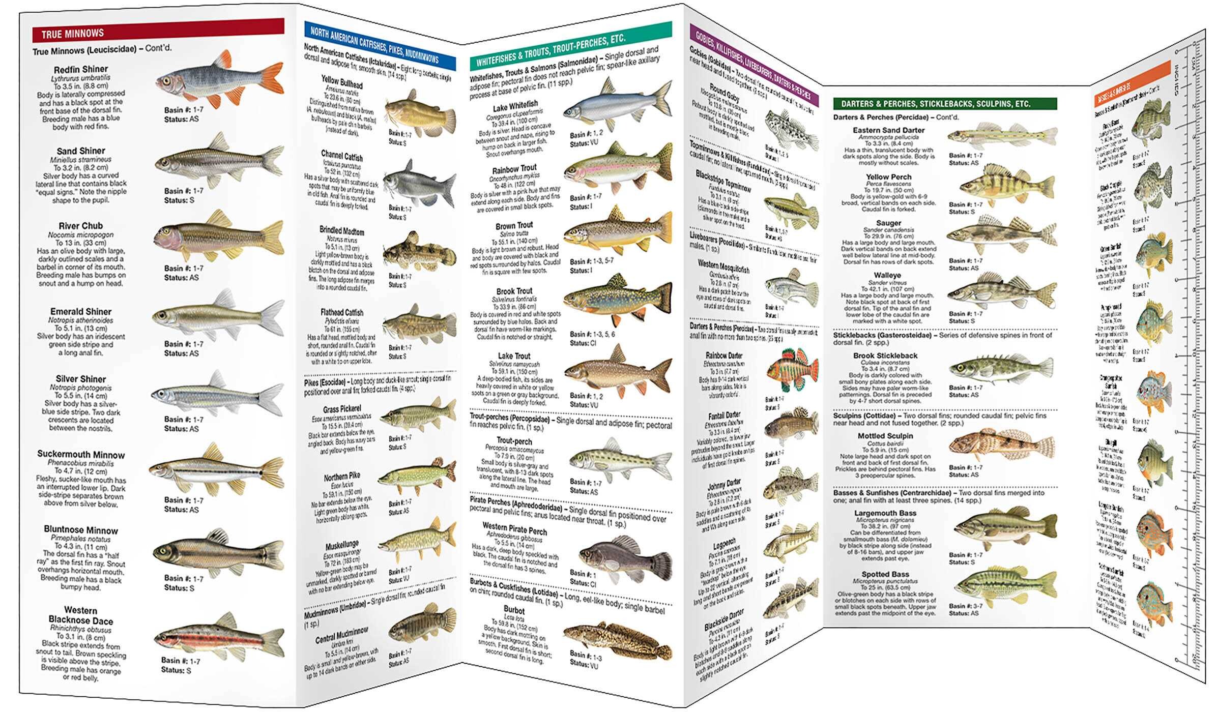 Ohio Freshwater Fishes - Book Summary & Video | Official Publisher Page ...