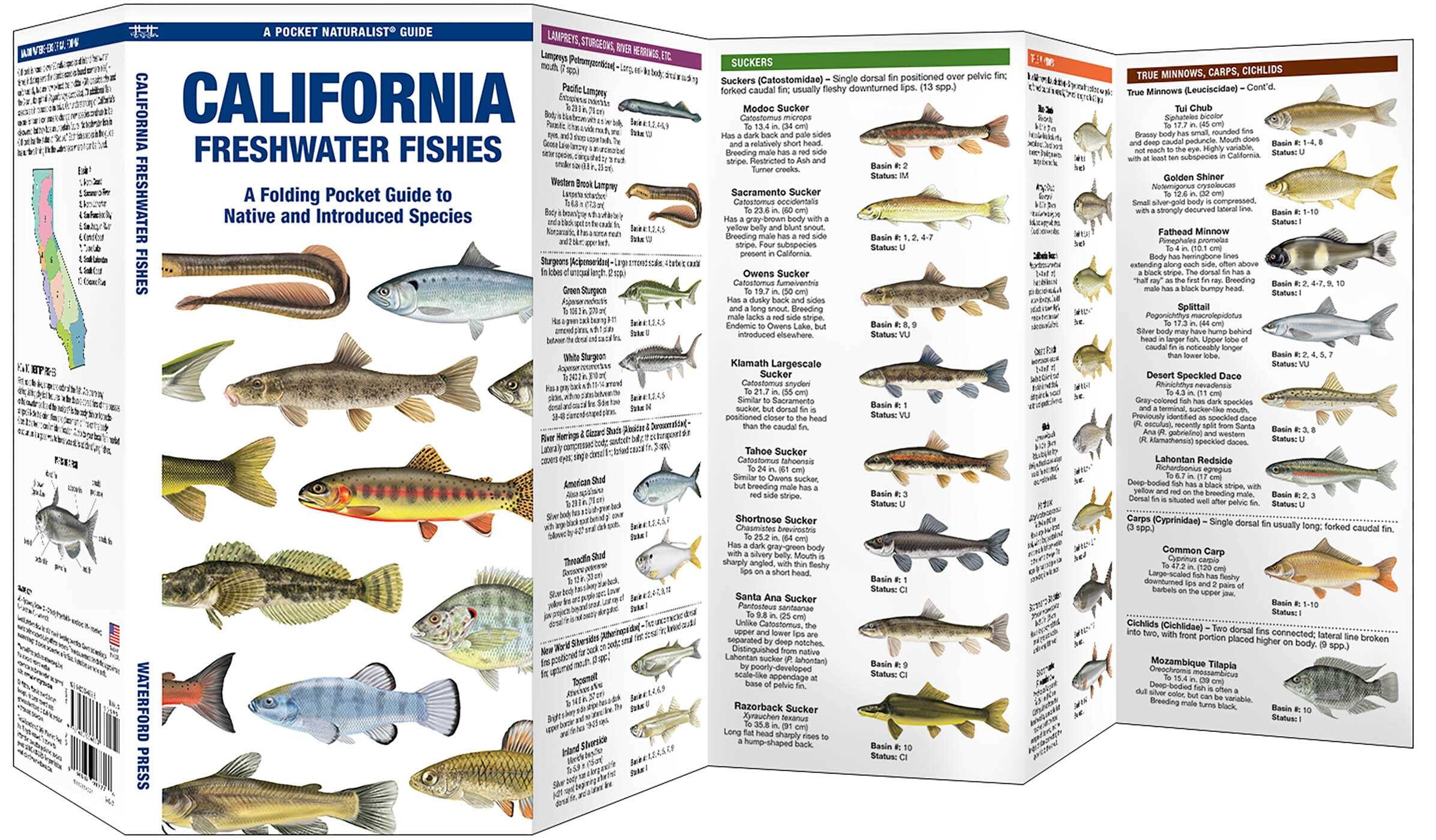 California Freshwater Fishes - Book Summary & Video | Official ...