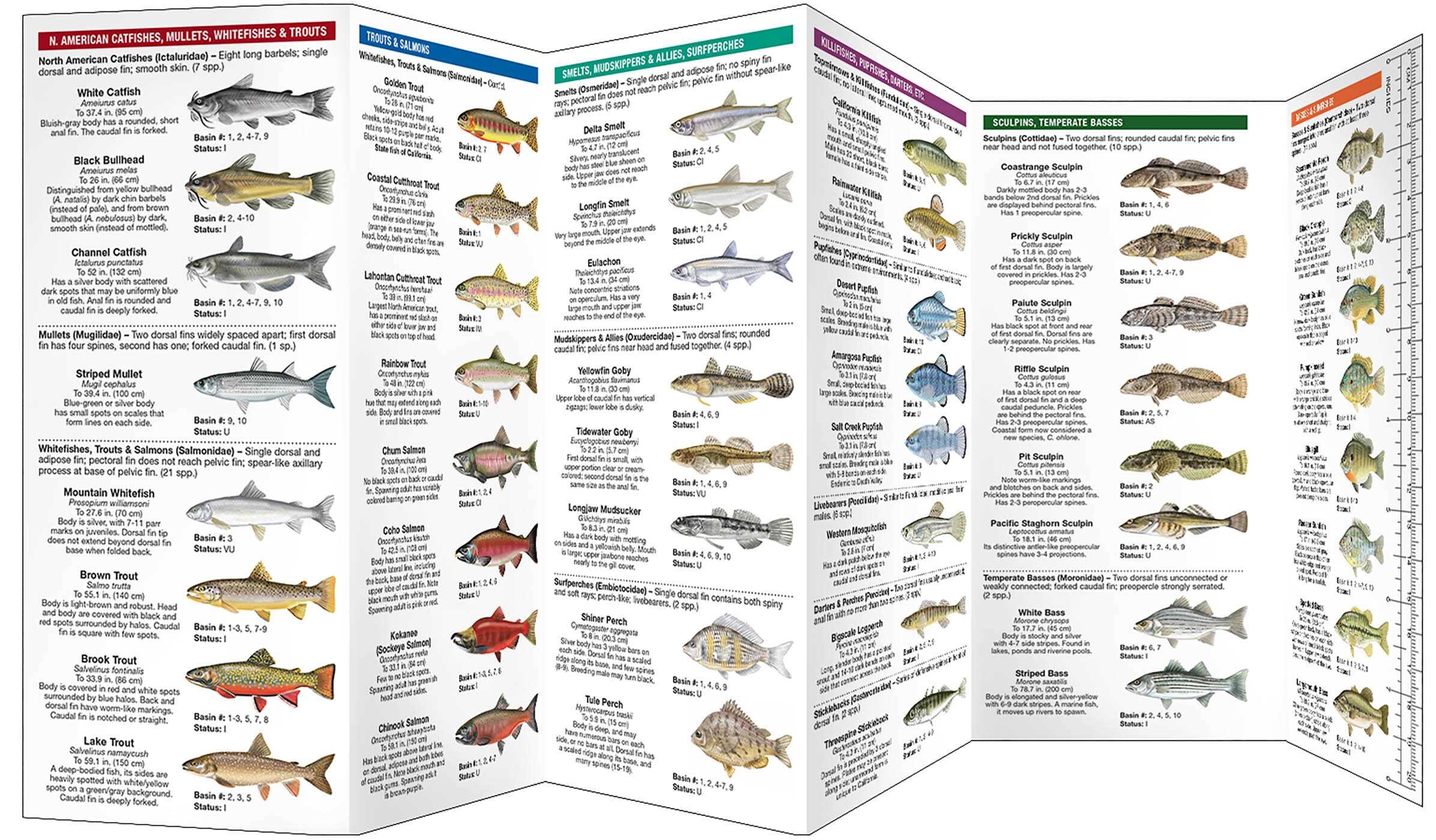California Freshwater Fishes - Book Summary & Video | Official ...