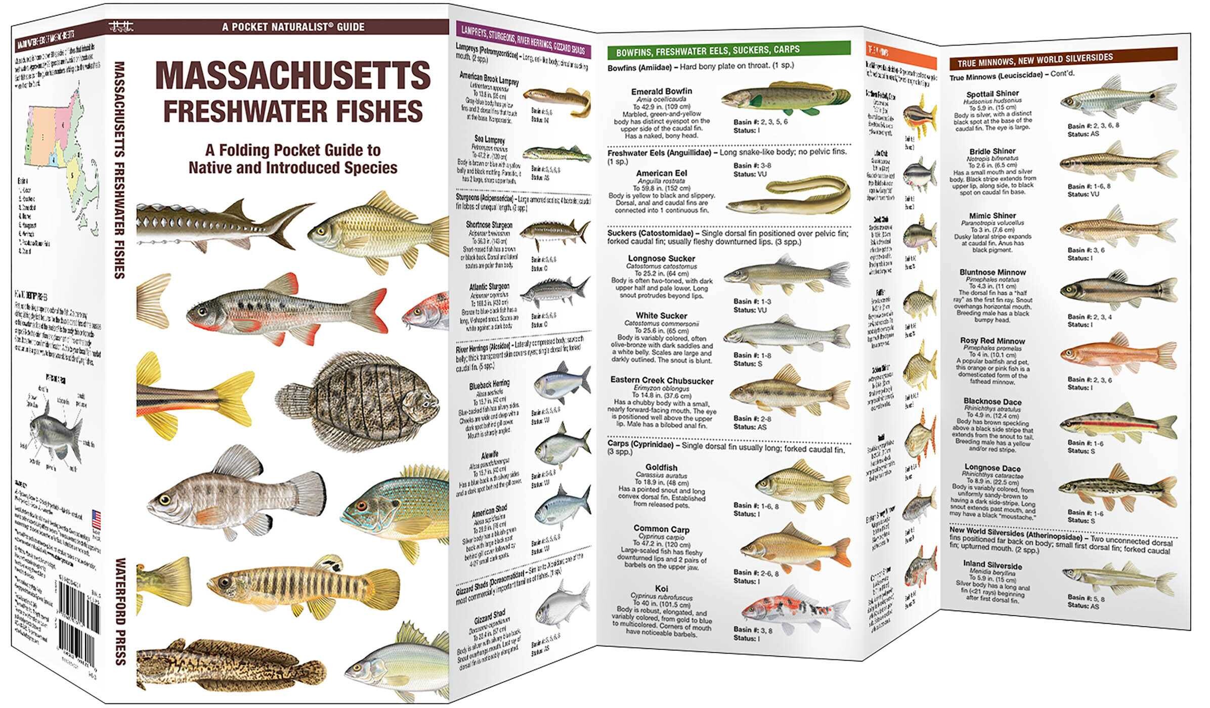 Massachusetts Freshwater Fishes - Book Summary & Video | Official ...