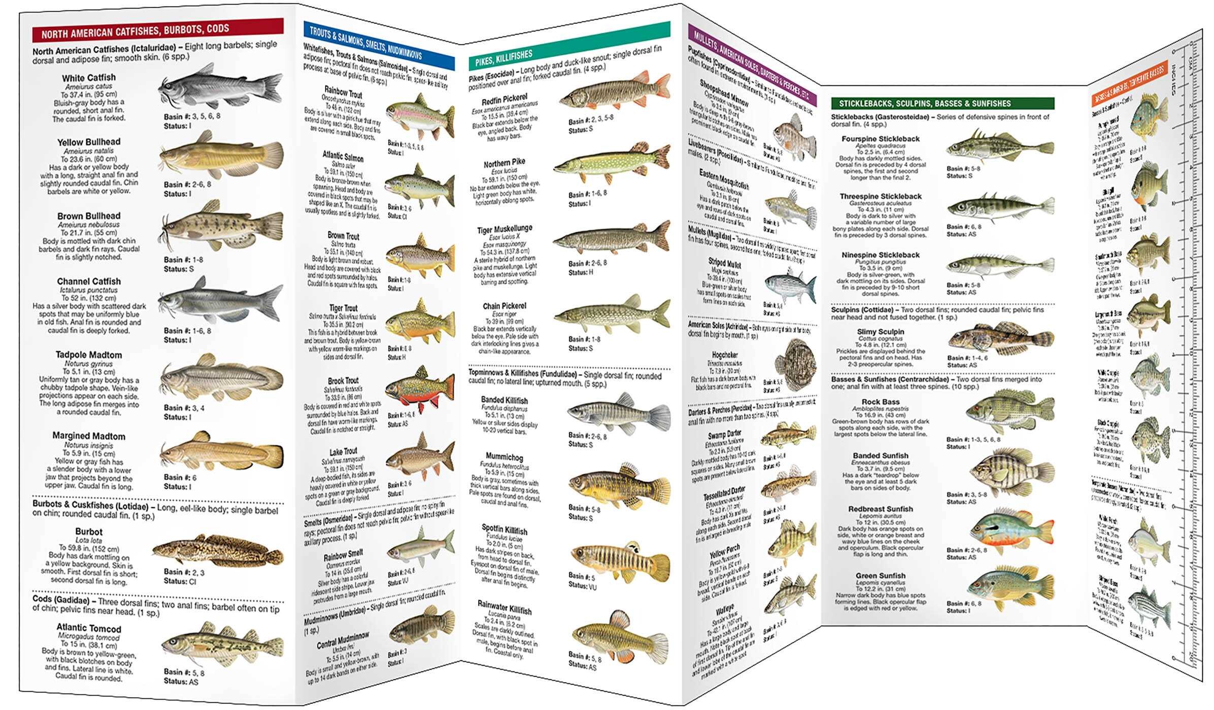 Massachusetts Freshwater Fishes - Book Summary & Video | Official ...