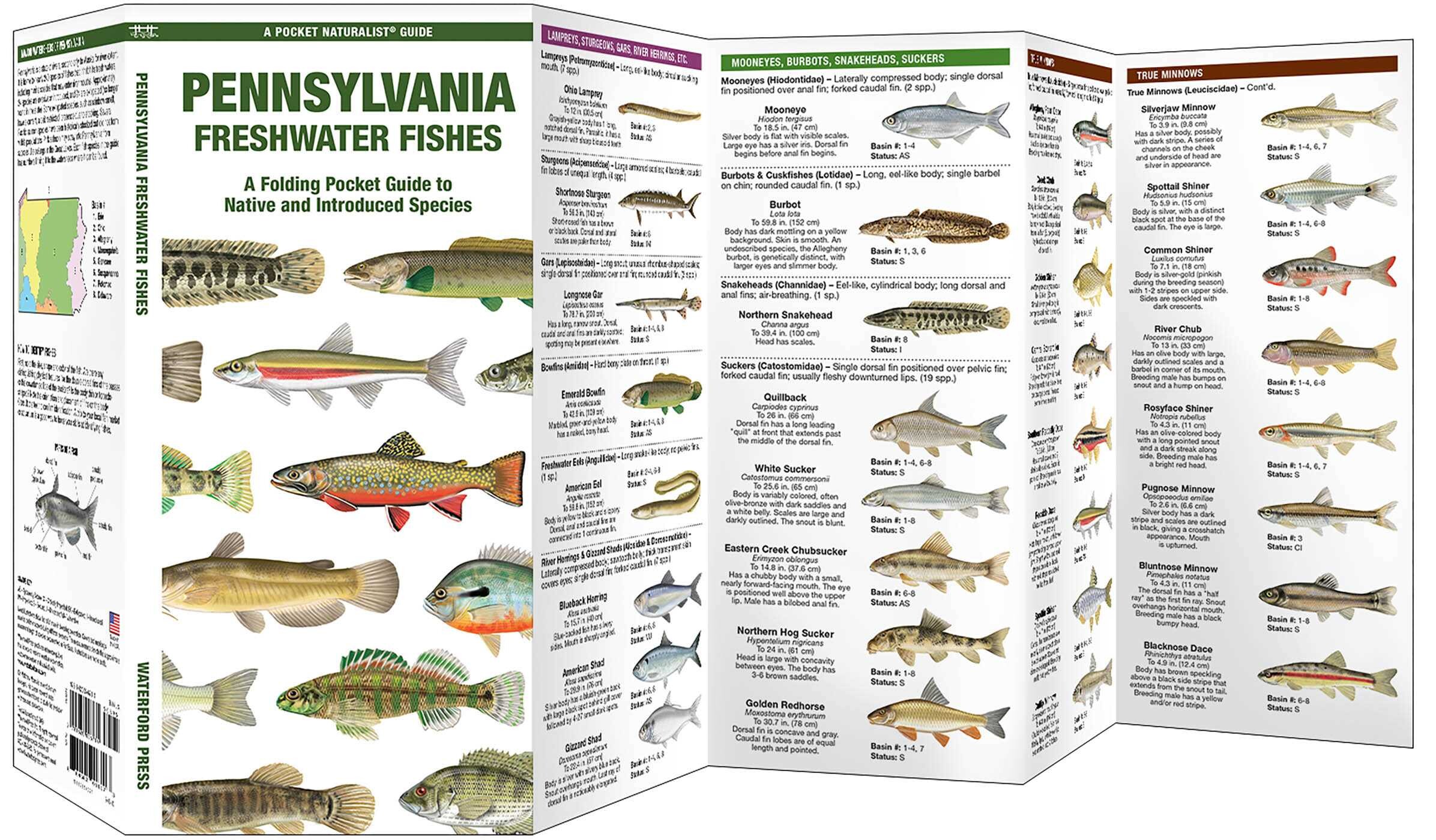 Pennsylvania Freshwater Fishes - Book Summary & Video | Official ...