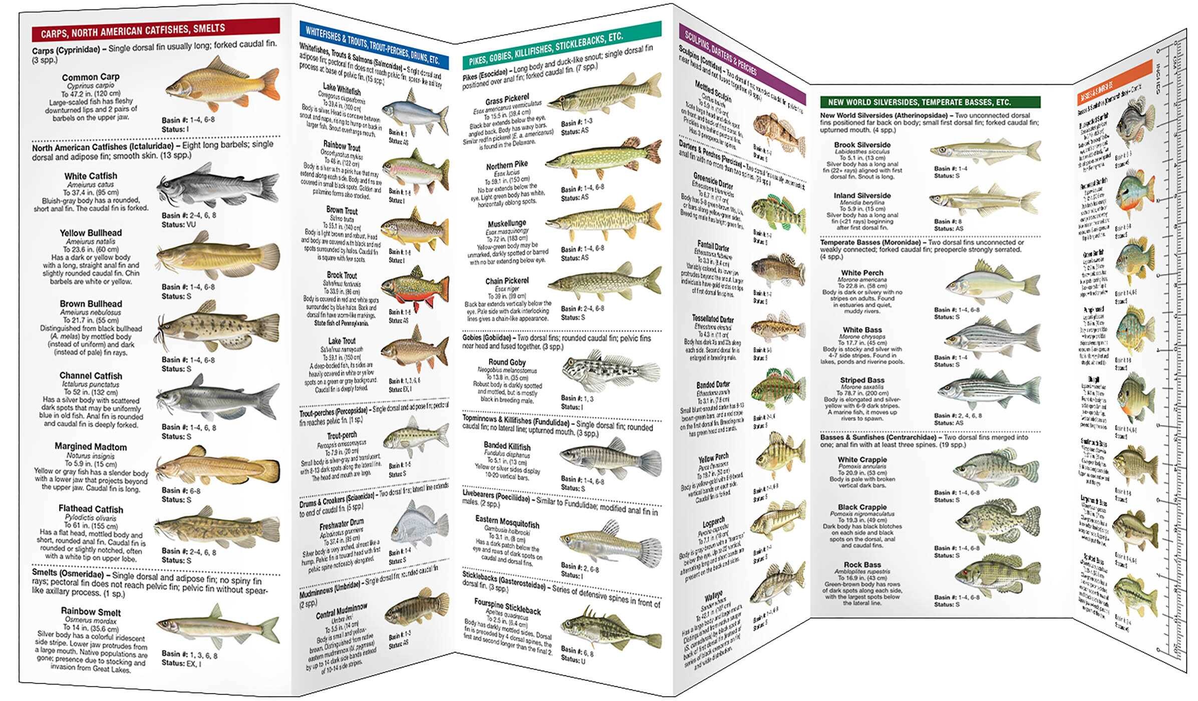 Pennsylvania Freshwater Fishes - Book Summary & Video | Official ...