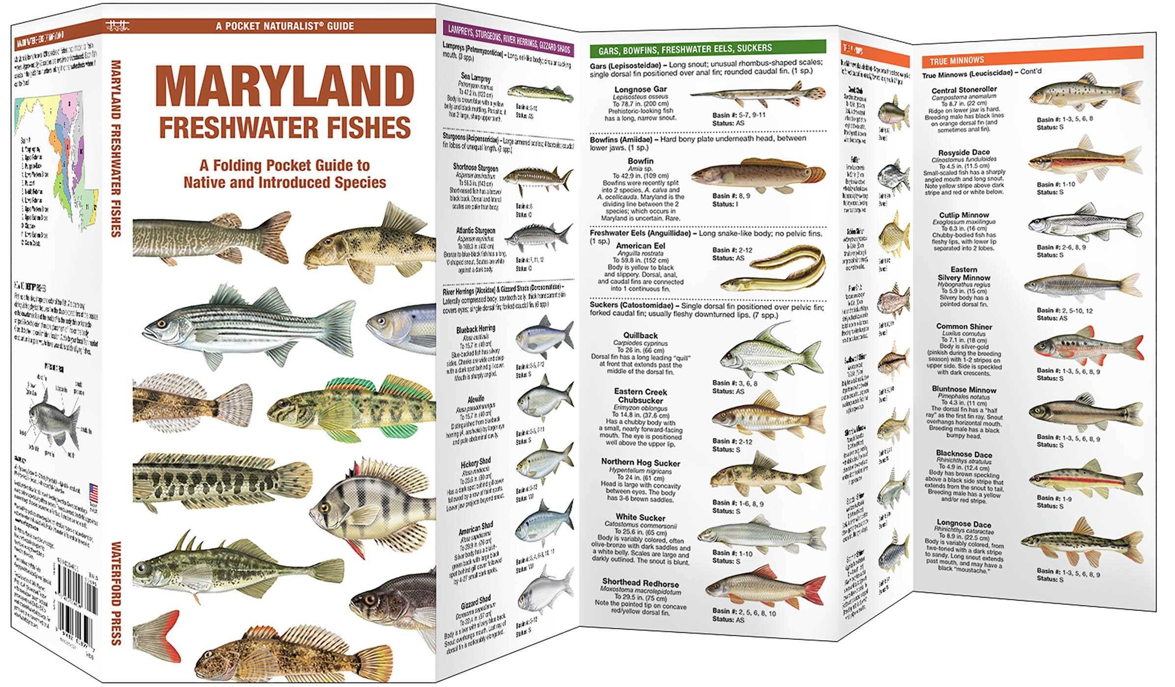 Maryland Freshwater Fishes - Book Summary & Video | Official Publisher ...