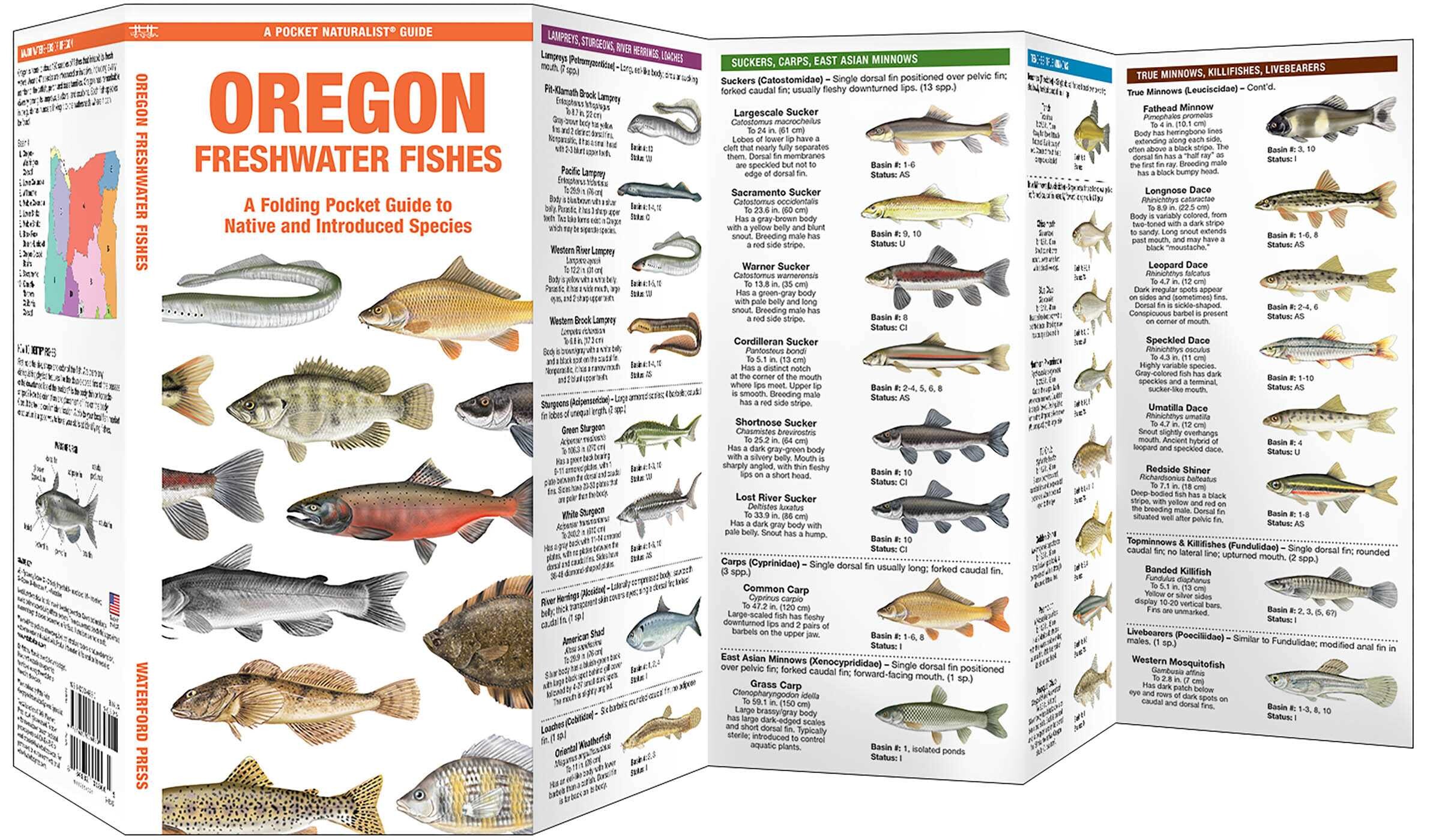 Oregon Freshwater Fishes - Book Summary & Video | Official Publisher ...