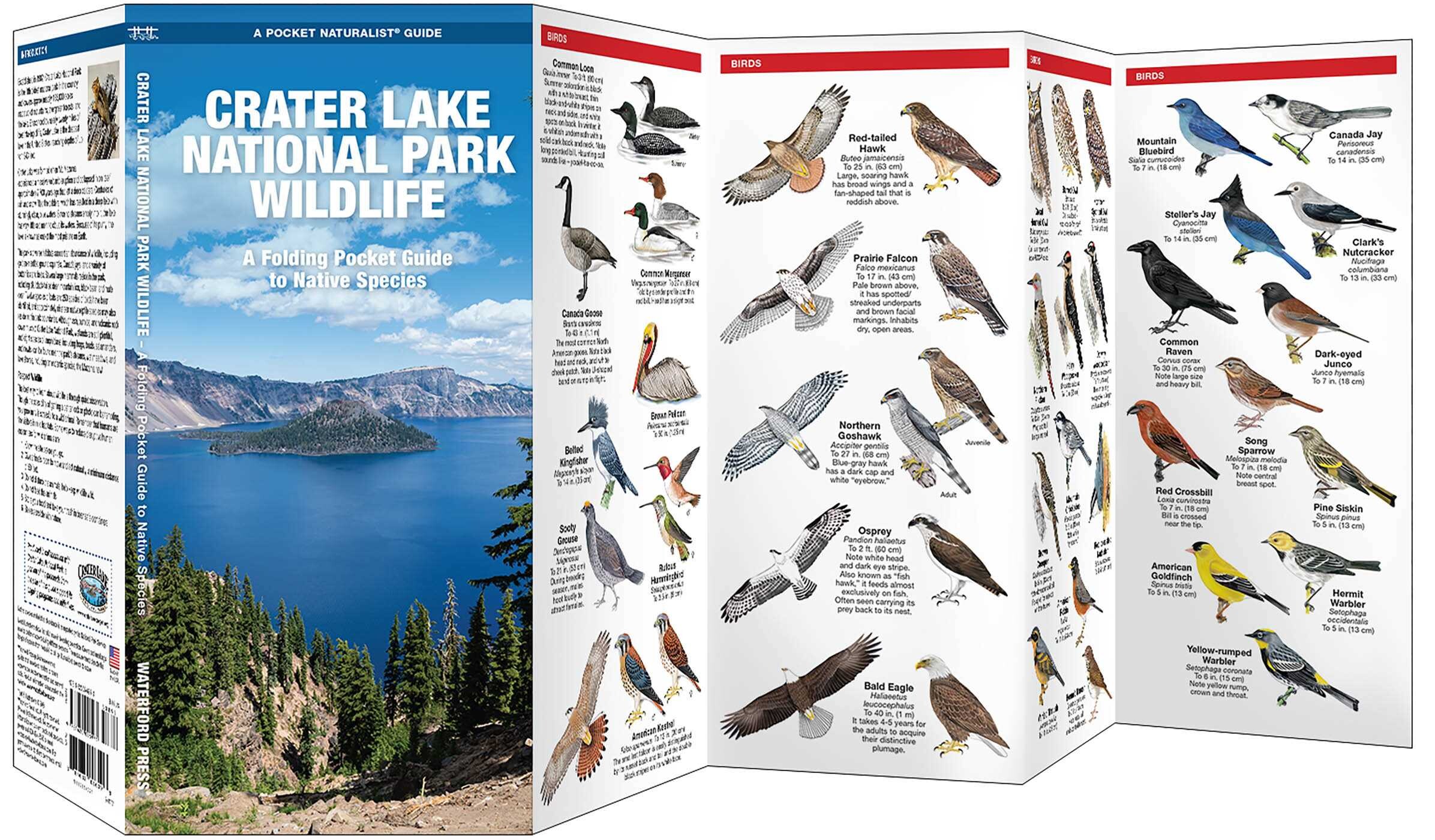 Crater Lake National Park Wildlife - Book Summary & Video | Official ...