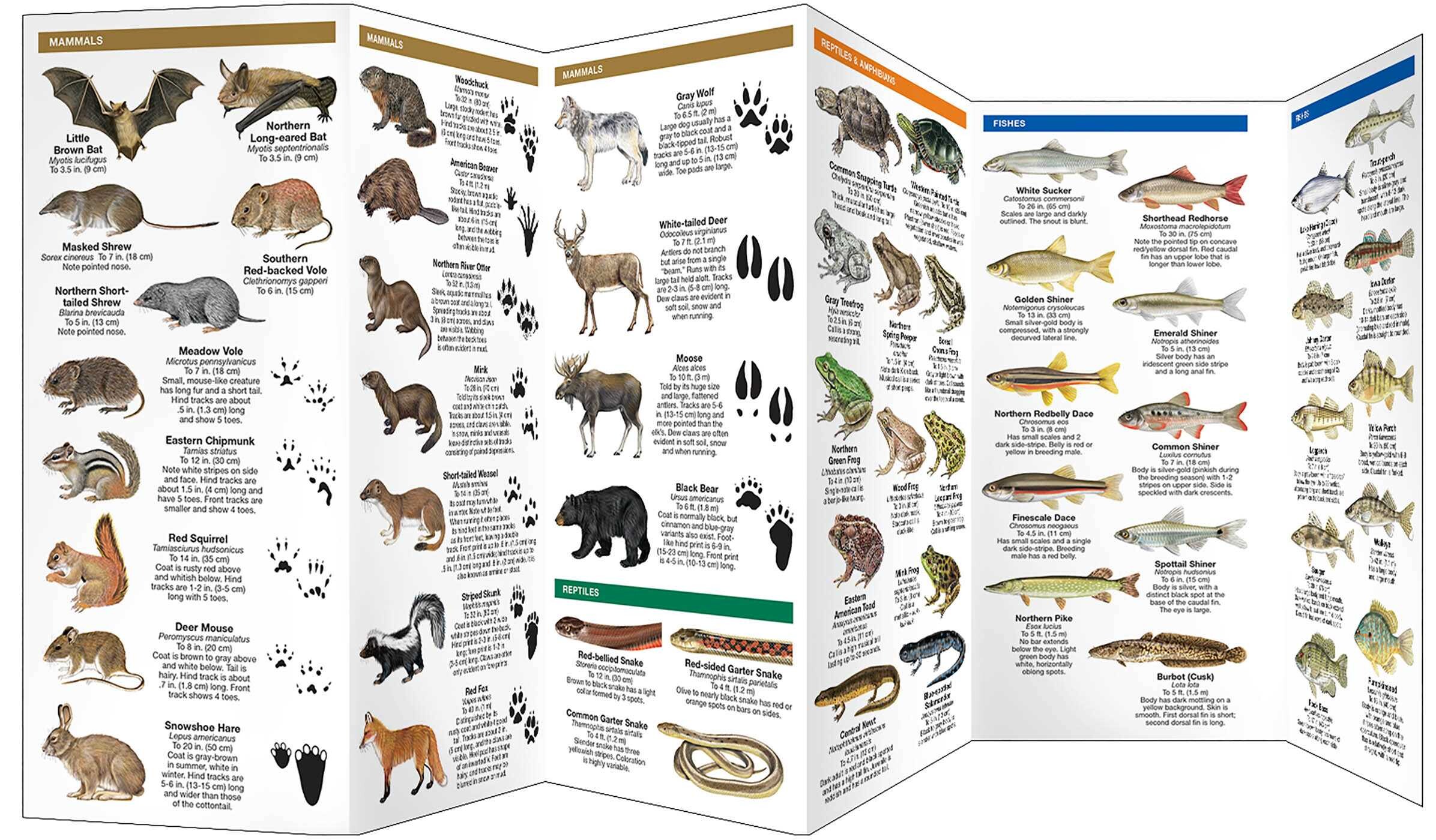 Voyageurs National Park Wildlife - Book Summary & Video | Official ...