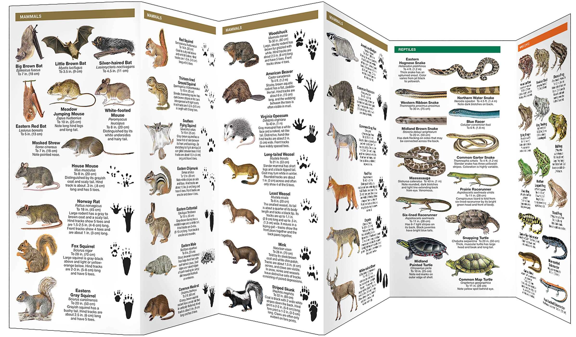 Indiana Dunes National Park Wildlife - Book Summary & Video | Official ...