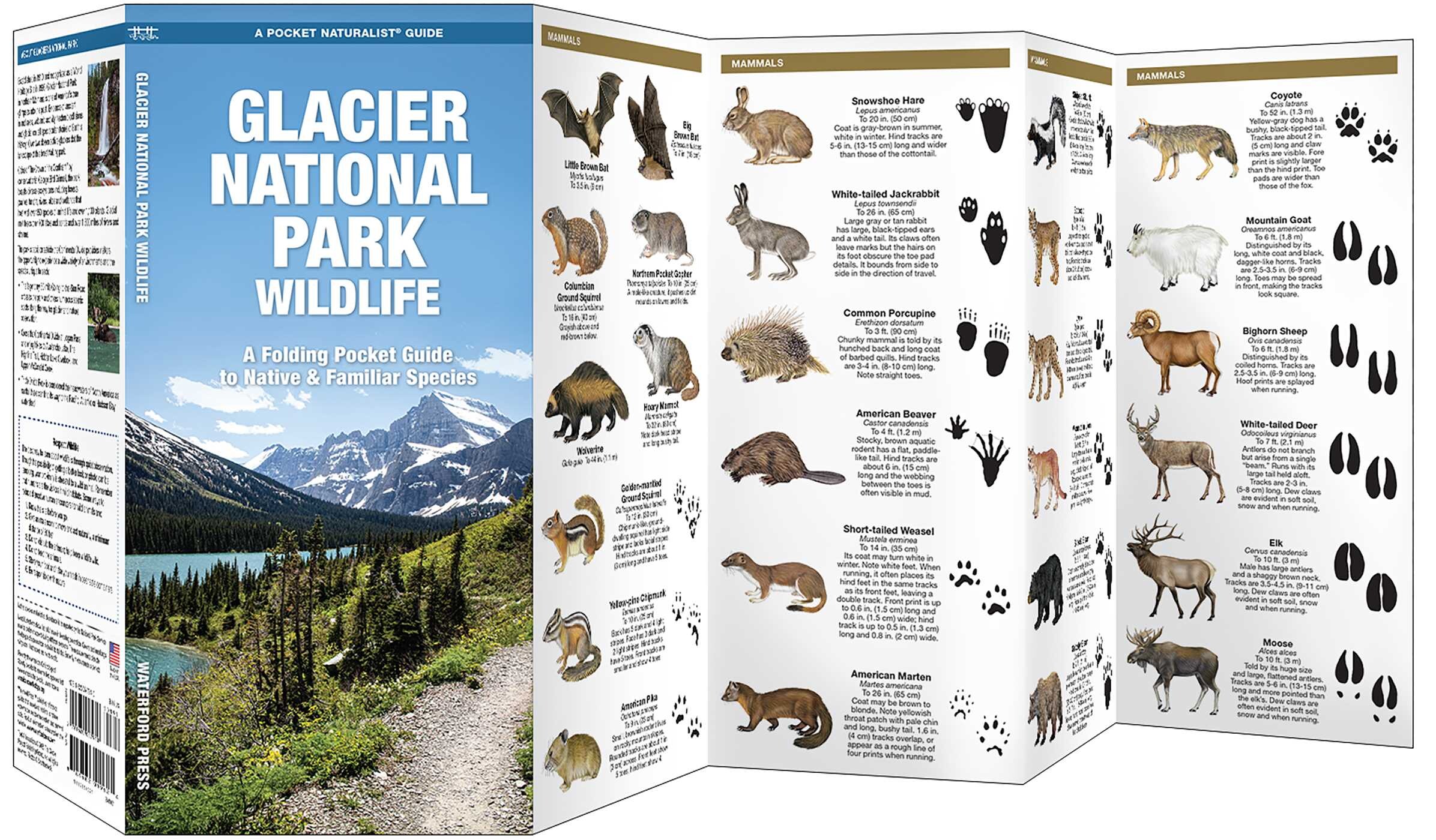 Glacier National Park Wildlife - Book Summary & Video | Official ...
