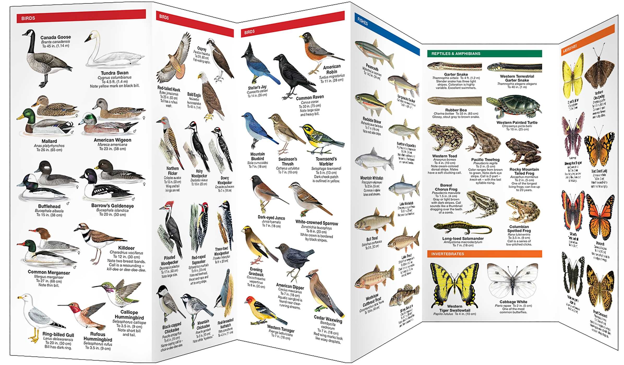 Glacier National Park Wildlife - Book Summary & Video | Official ...
