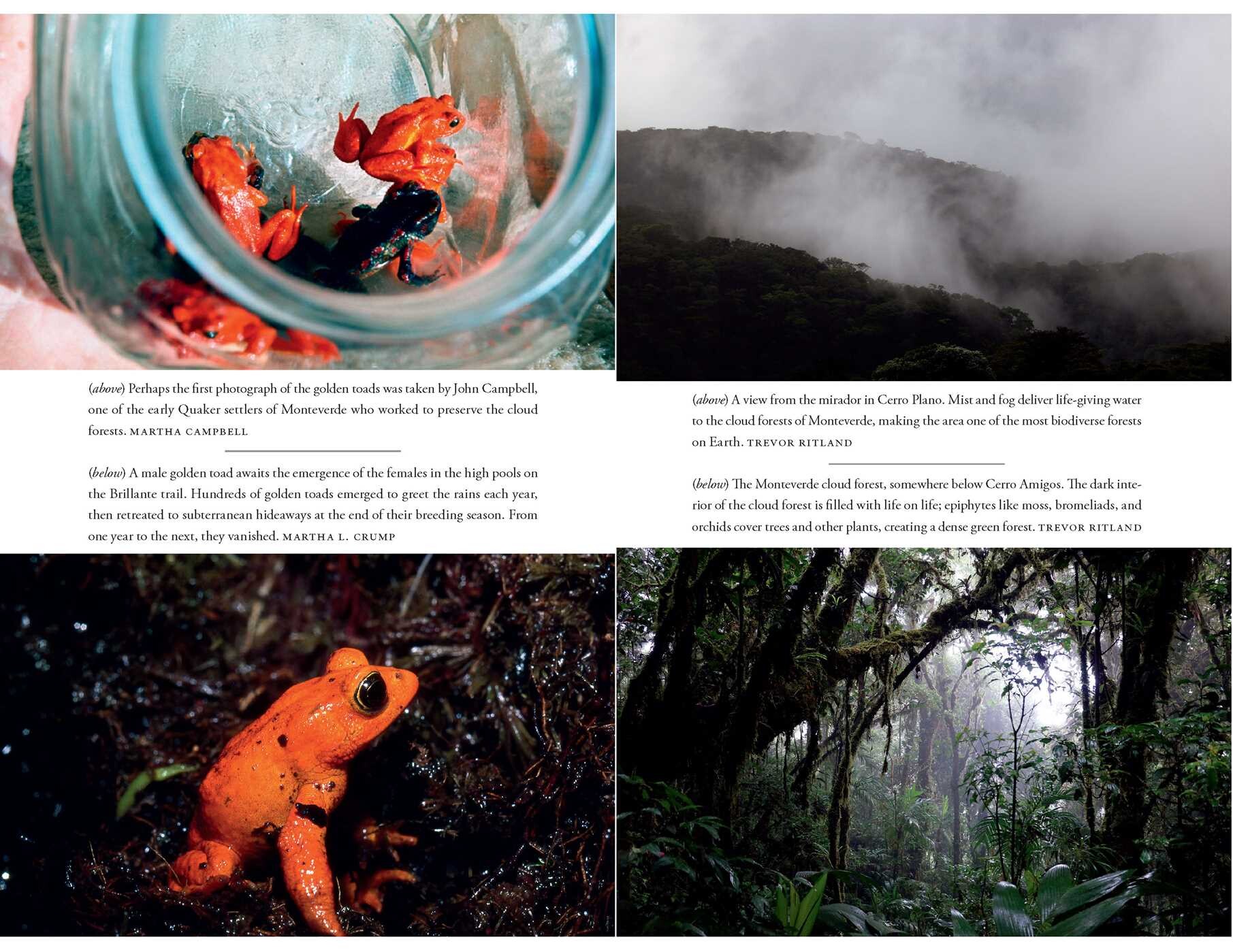 The Golden Toad | Book by Trevor Ritland, Kyle Ritland | Official ...