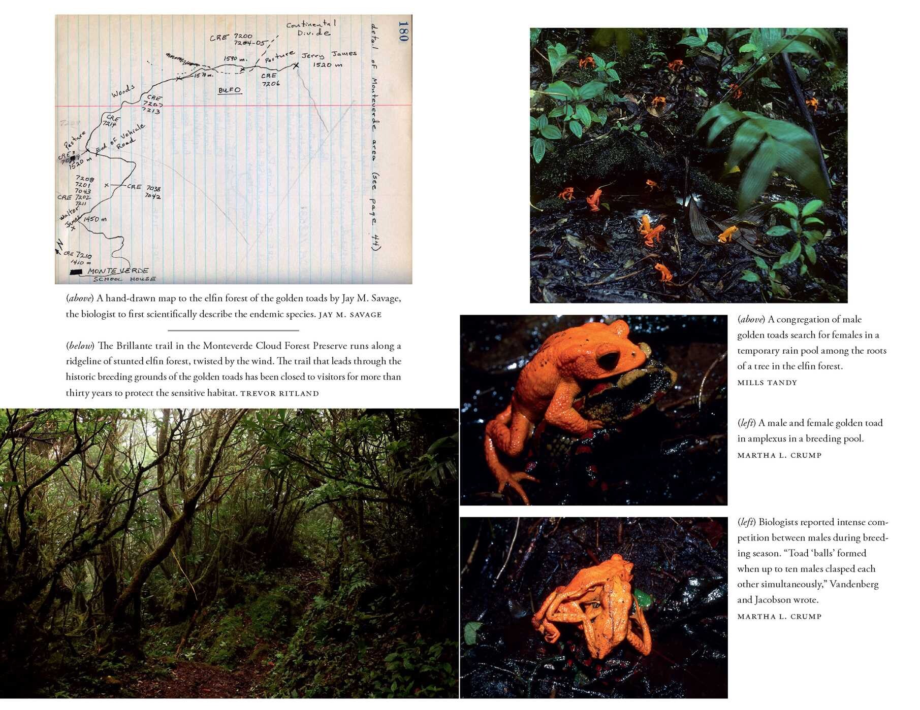 The Golden Toad | Book by Trevor Ritland, Kyle Ritland | Official ...