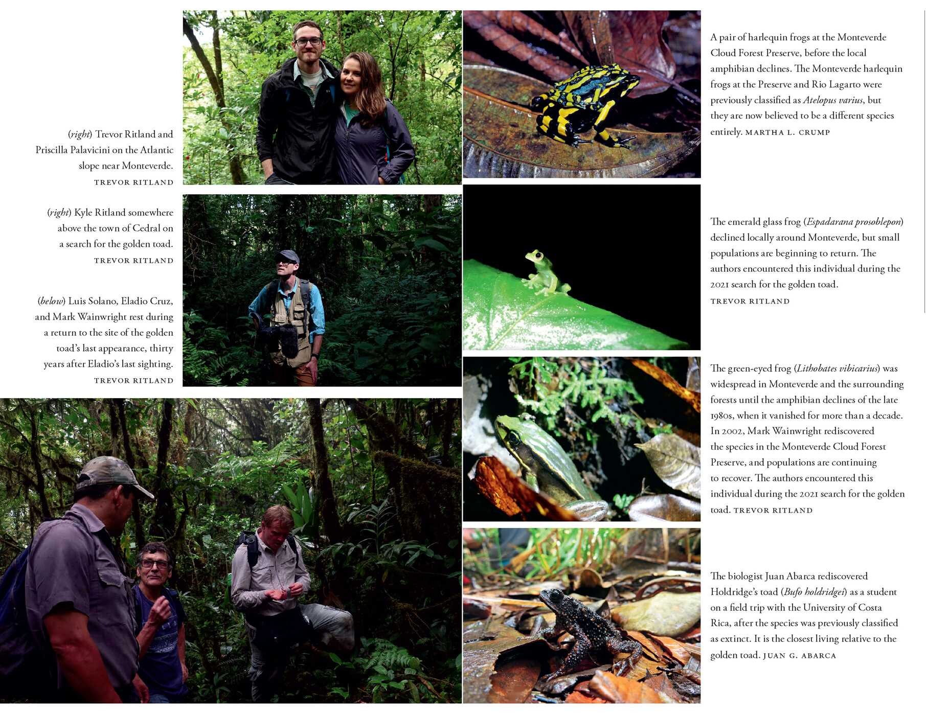 The Golden Toad | Book by Trevor Ritland, Kyle Ritland | Official ...