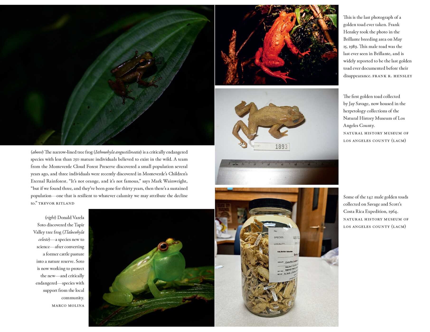 The Golden Toad | Book by Trevor Ritland, Kyle Ritland | Official ...