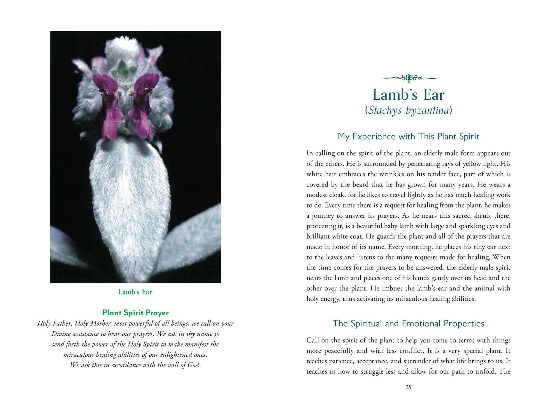 The Divine Nature of Plants | Book by Laura Aversano, John Beaulieu ...