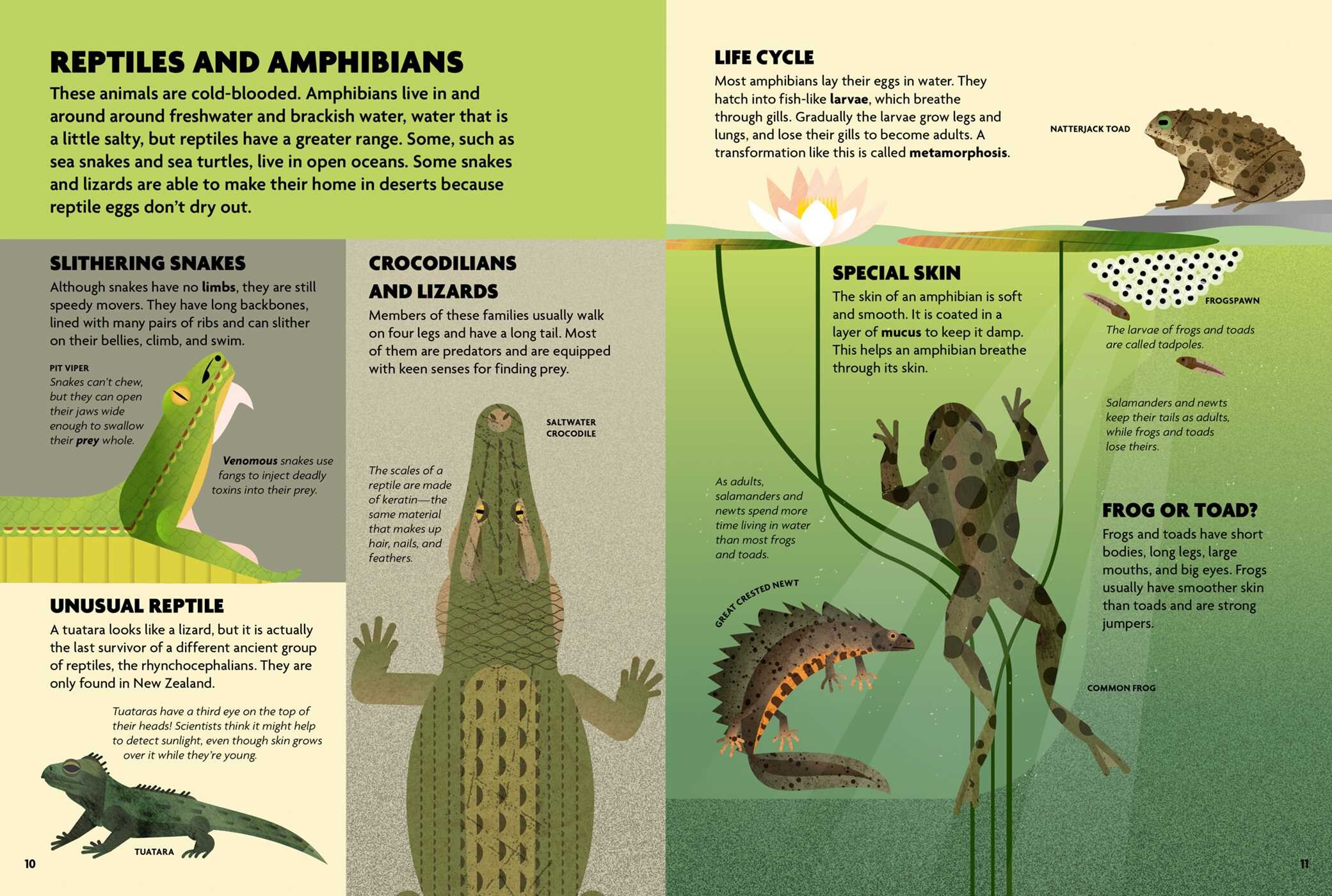 Build & Discover Animals - Book Summary & Video | Official Publisher ...