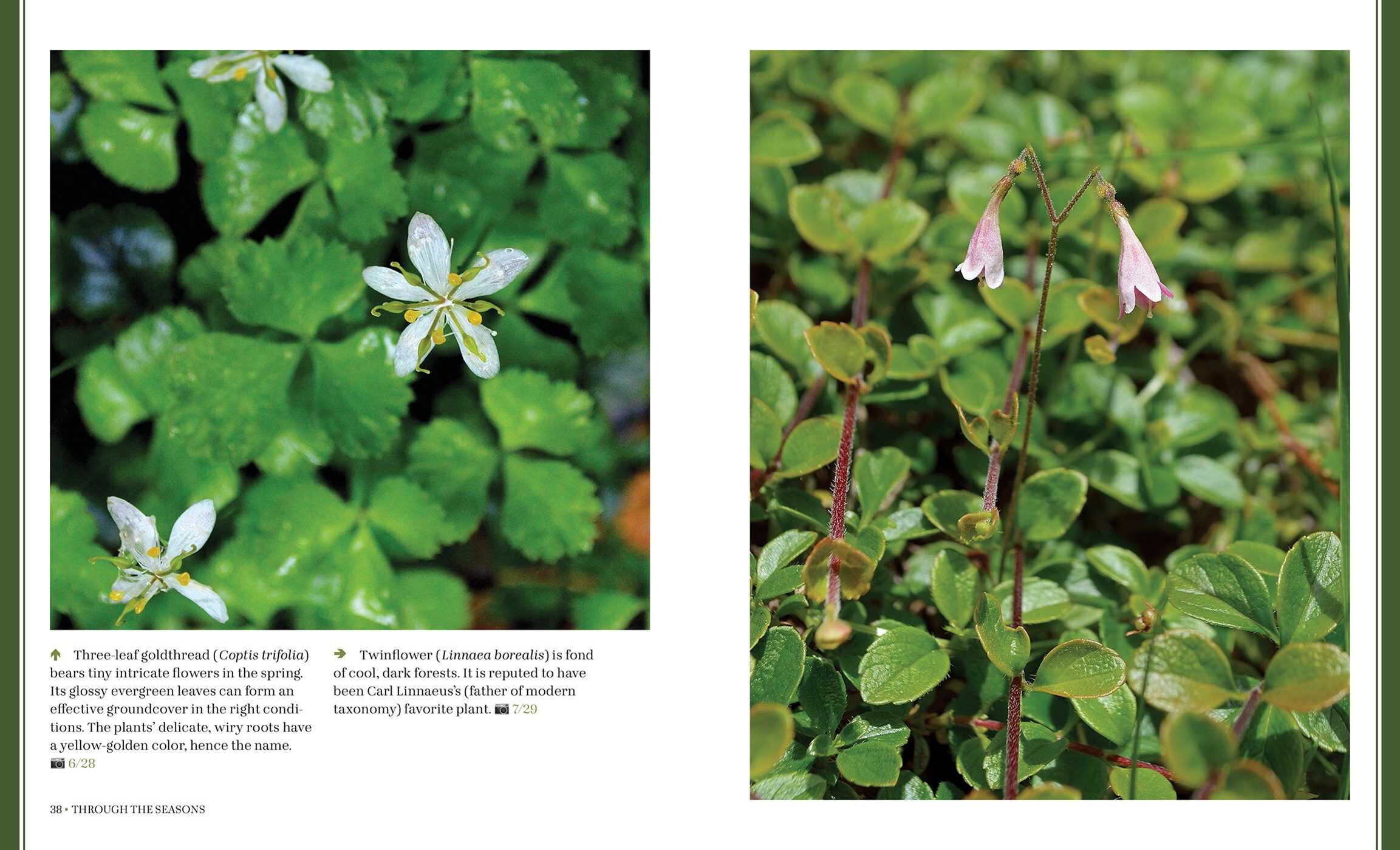 Through the Seasons | Book by Michael Adamovic | Official Publisher ...