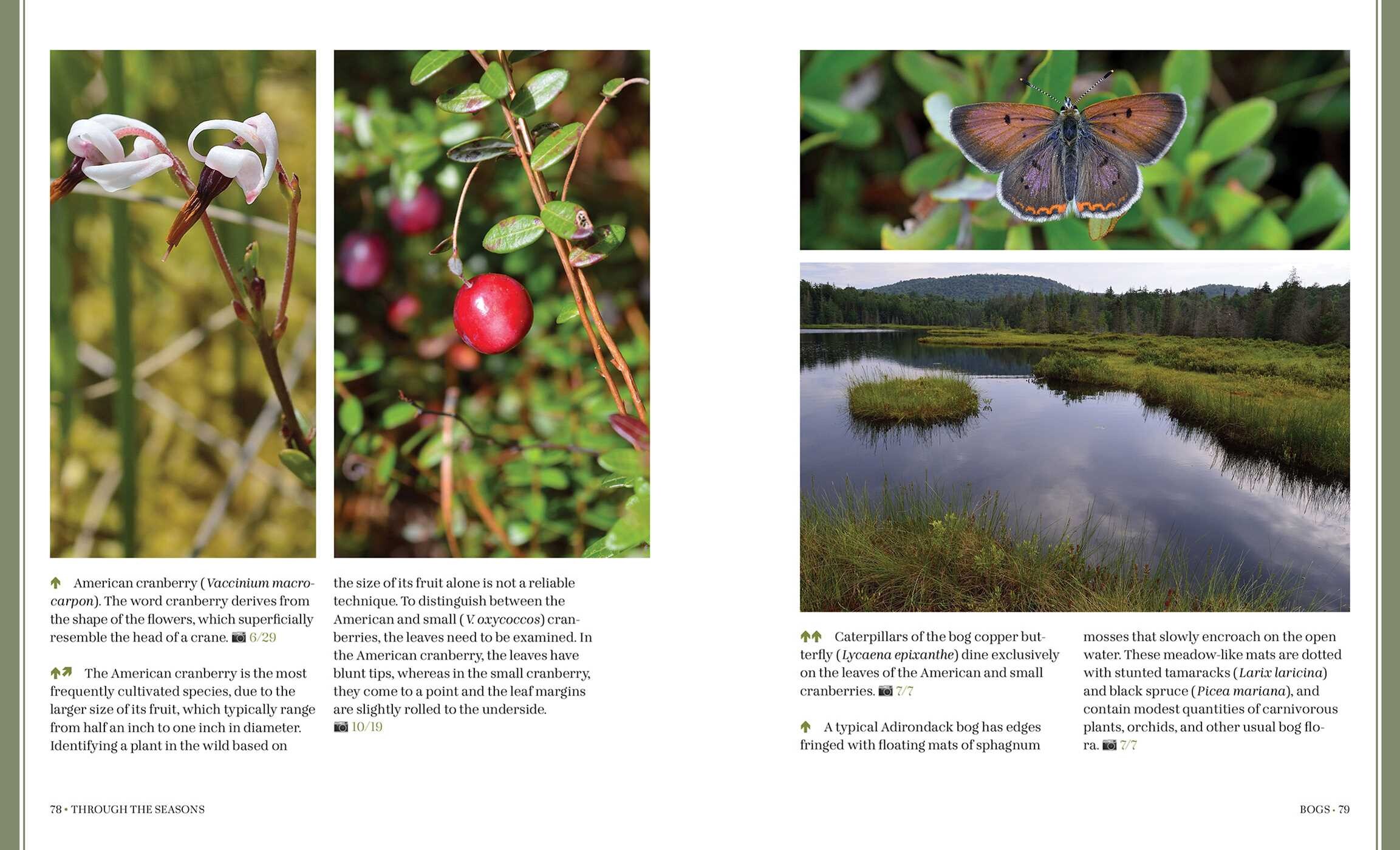 Through the Seasons | Book by Michael Adamovic | Official Publisher ...