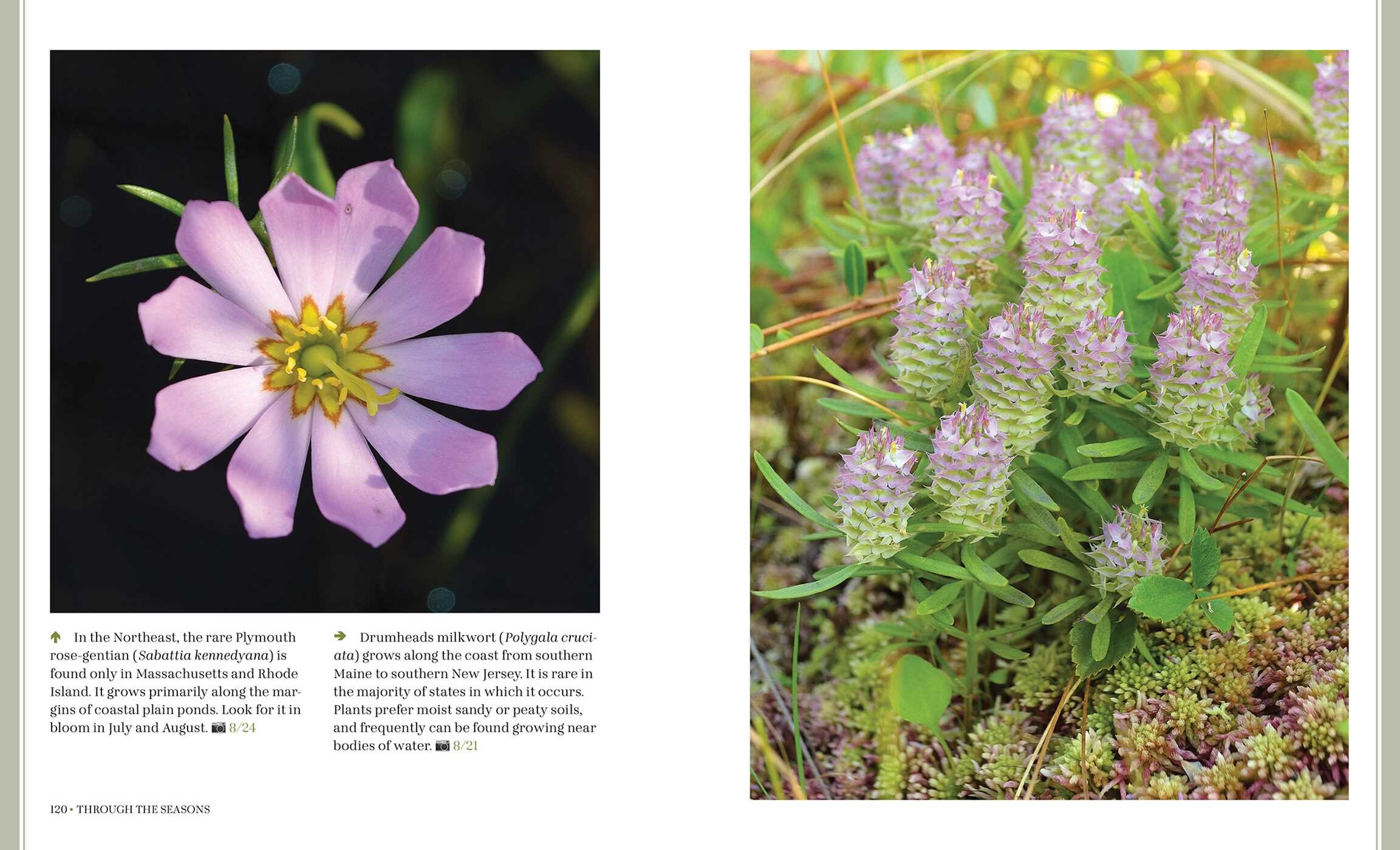 Through the Seasons | Book by Michael Adamovic | Official Publisher ...