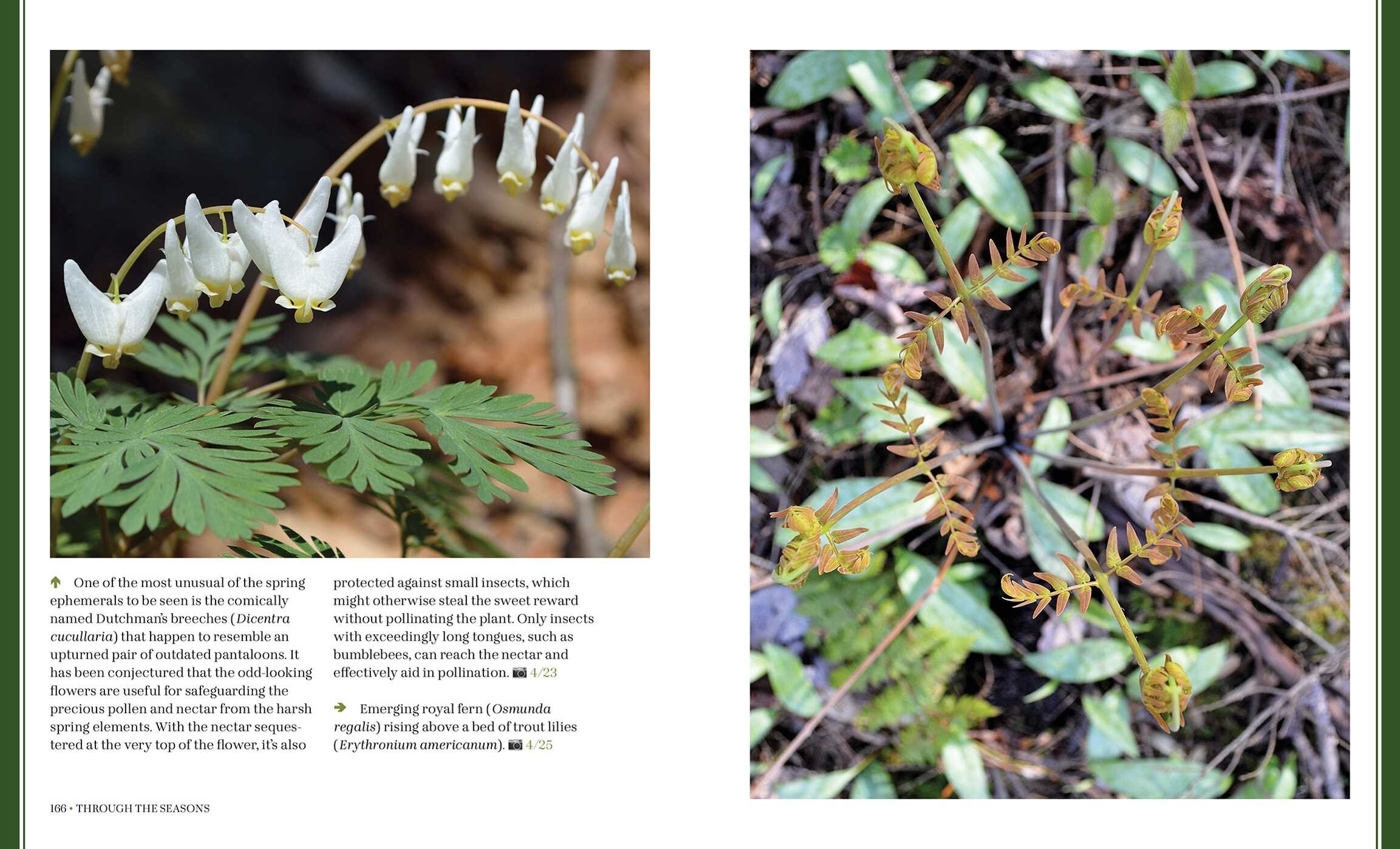 Through the Seasons | Book by Michael Adamovic | Official Publisher ...