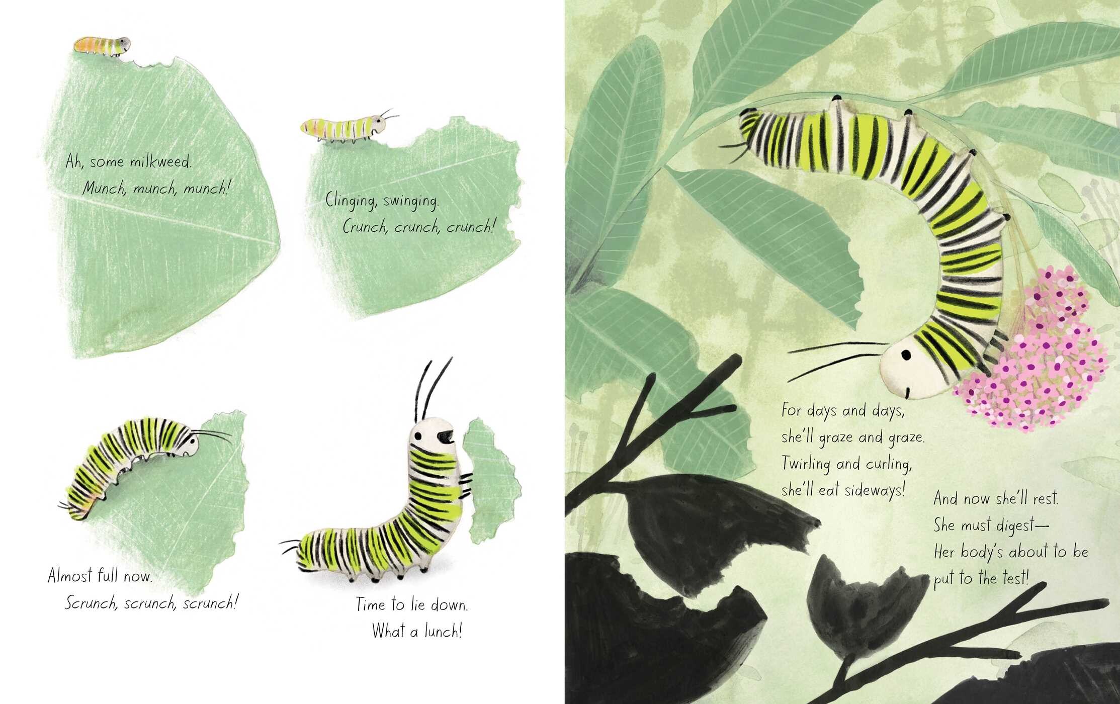 The Monarch | Book by Kirsten Hall, Isabelle Arsenault | Official ...