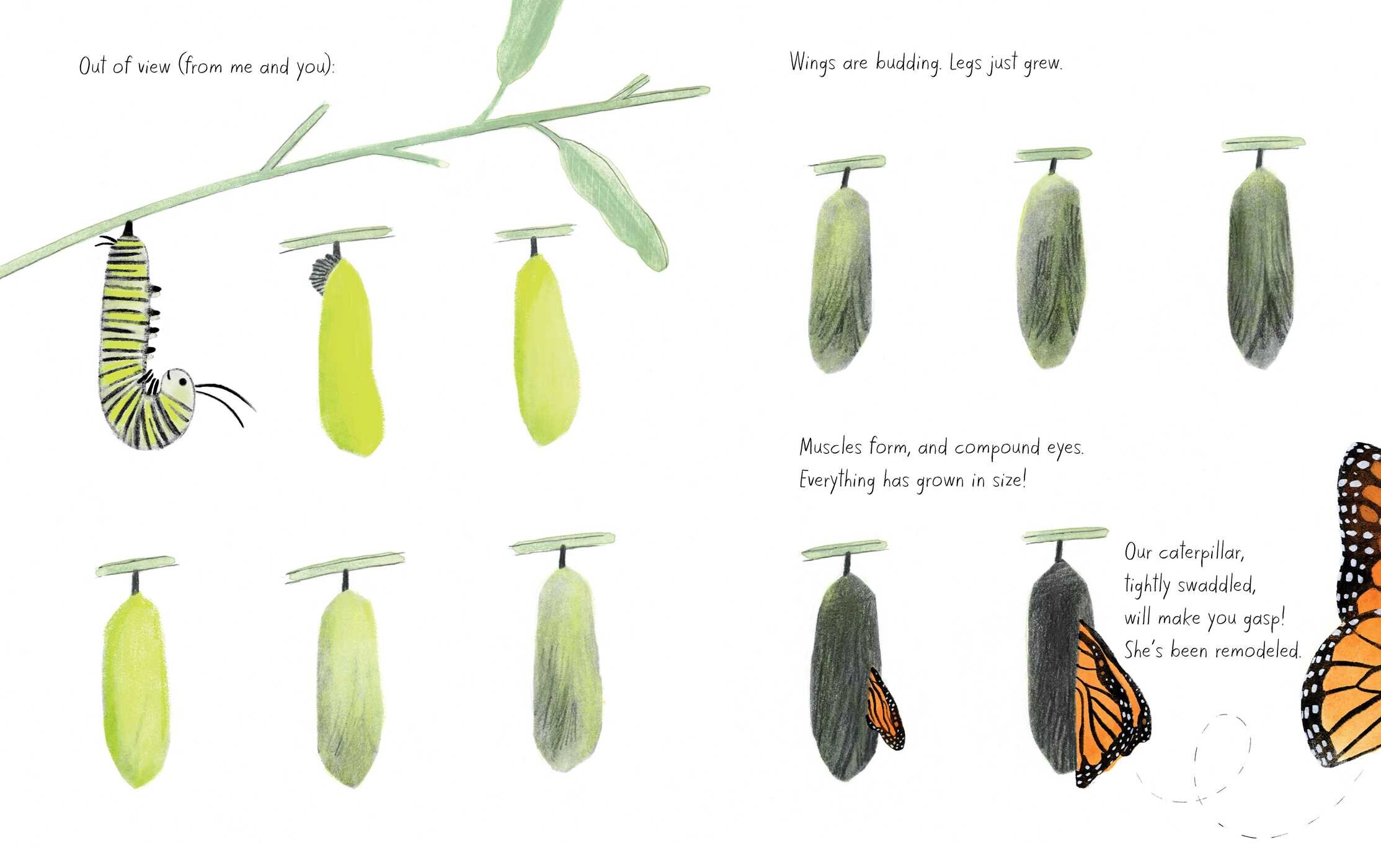 The Monarch | Book by Kirsten Hall, Isabelle Arsenault | Official ...