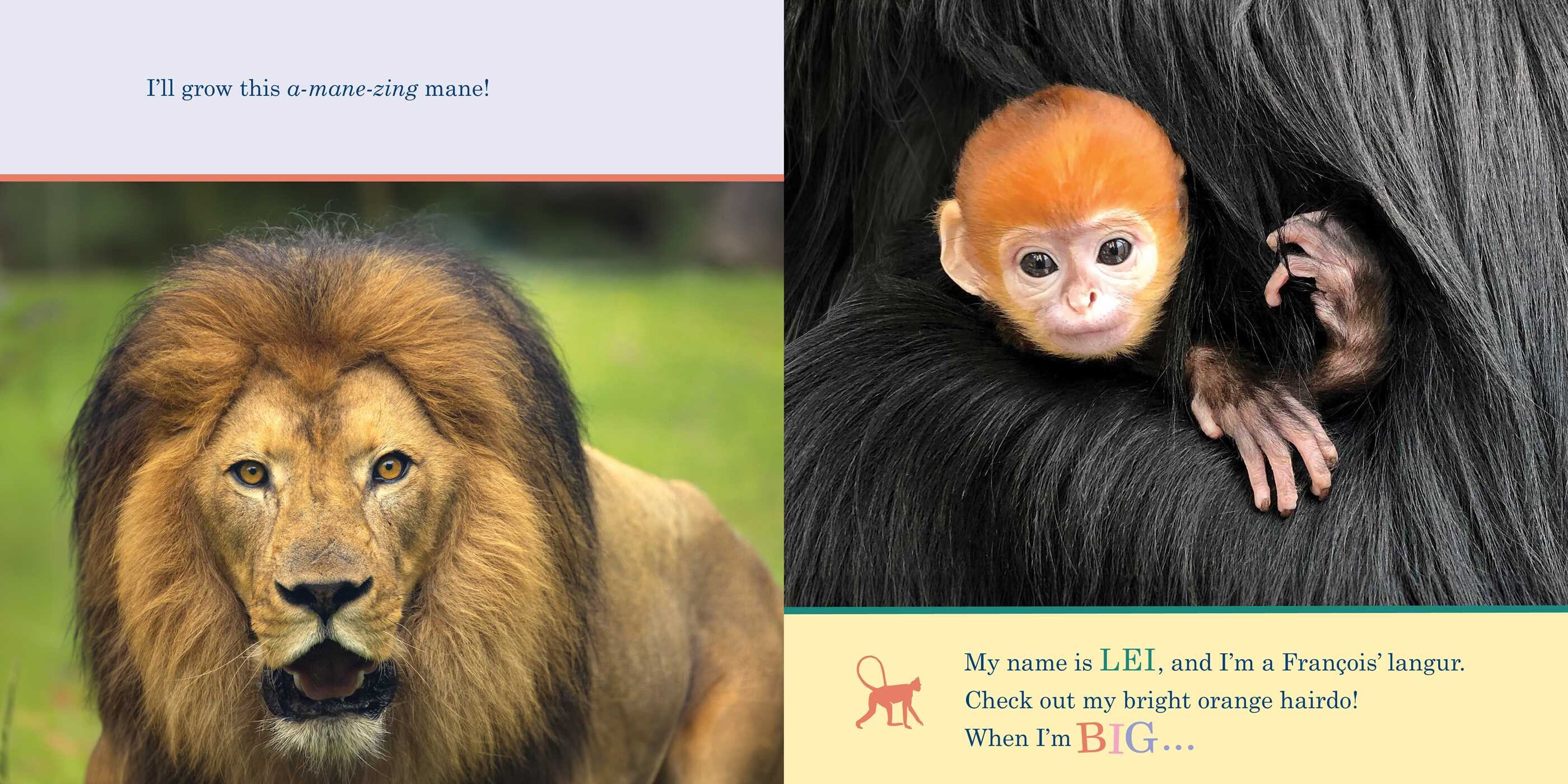 ZooBorns! When I'm Big | Book by Andrew Bleiman, Chris Eastland ...