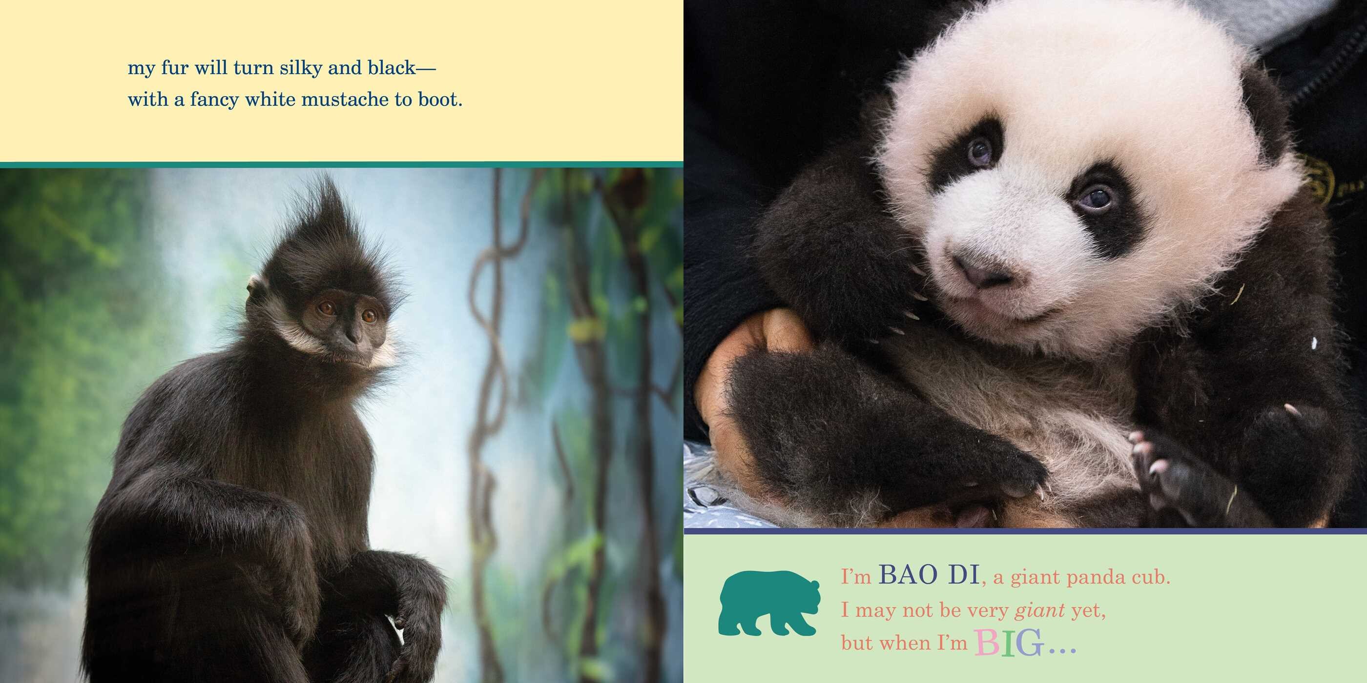 ZooBorns! When I'm Big | Book by Andrew Bleiman, Chris Eastland ...