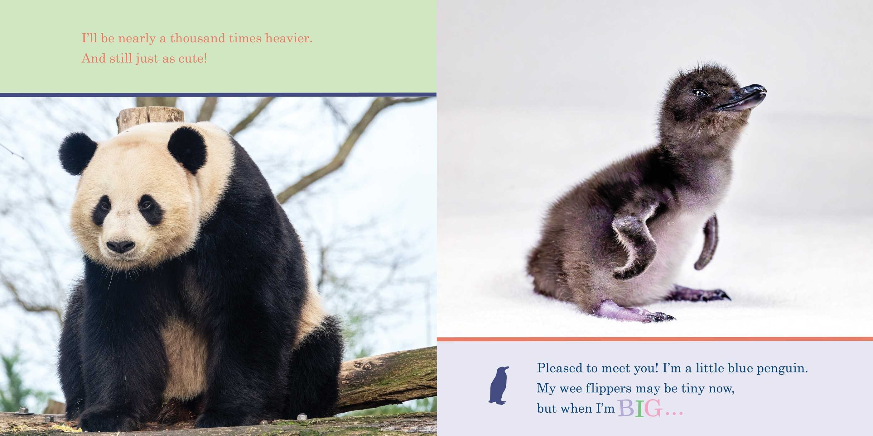 ZooBorns! When I'm Big | Book by Andrew Bleiman, Chris Eastland ...