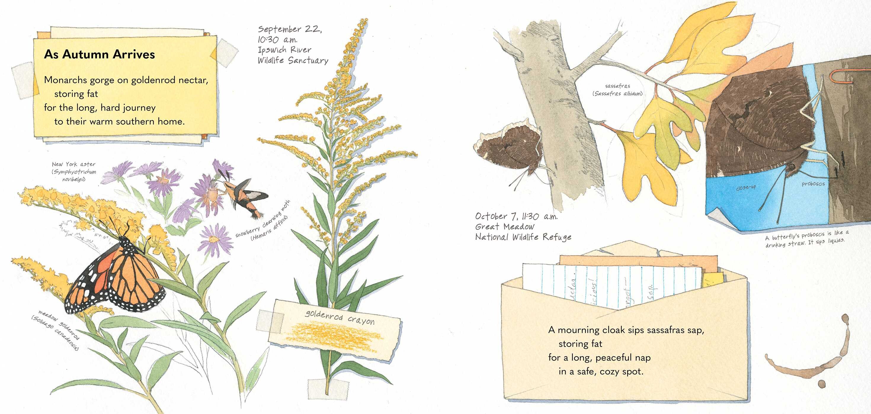 Monarch and Mourning Cloak | Book by Melissa Stewart, Sarah S. Brannen ...