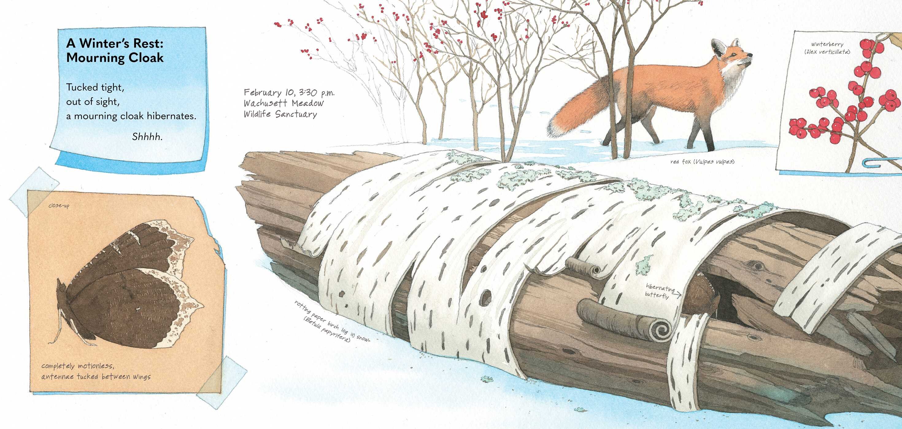 Monarch and Mourning Cloak | Book by Melissa Stewart, Sarah S. Brannen ...