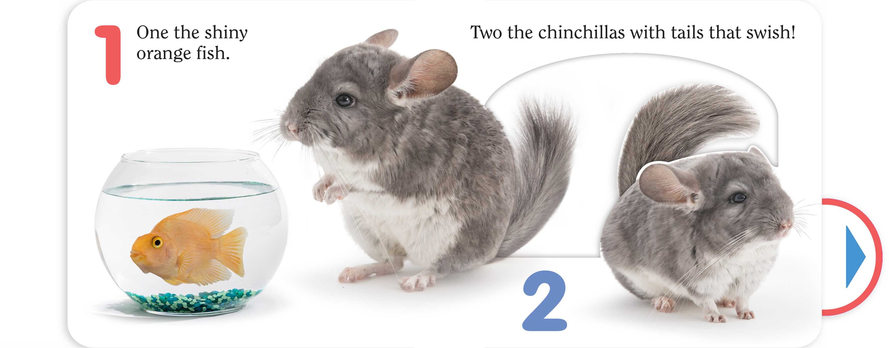 Count Pet | Book by Matthew Van Fleet, Brian Stanton | Official ...