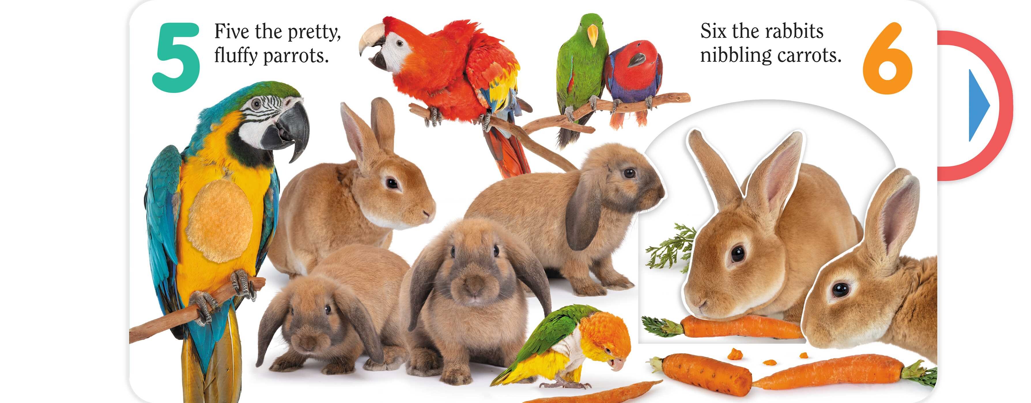 Count Pet | Book by Matthew Van Fleet, Brian Stanton | Official ...