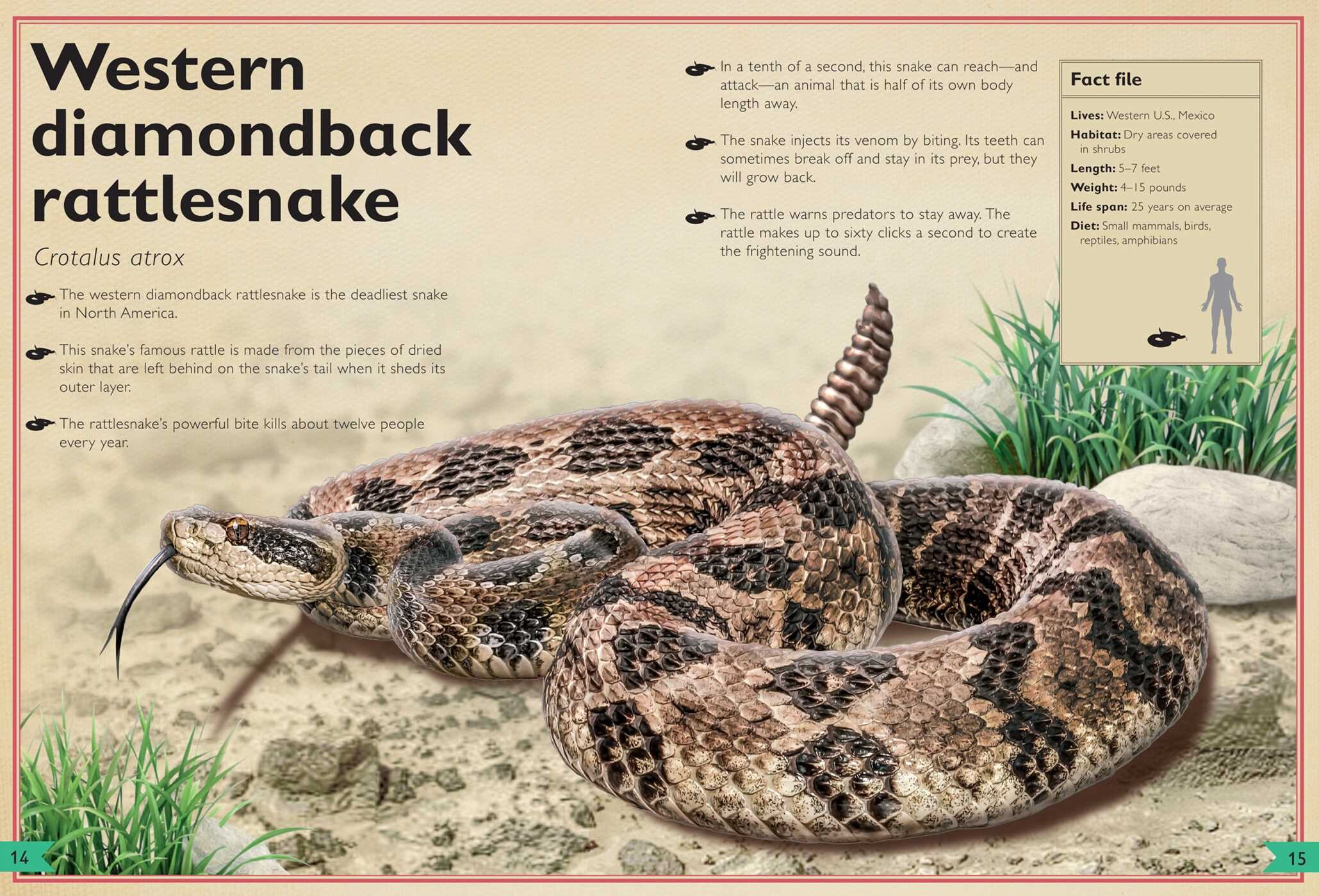 The Magnificent Book of Dangerous Animals | Book by Tom Jackson, Val ...