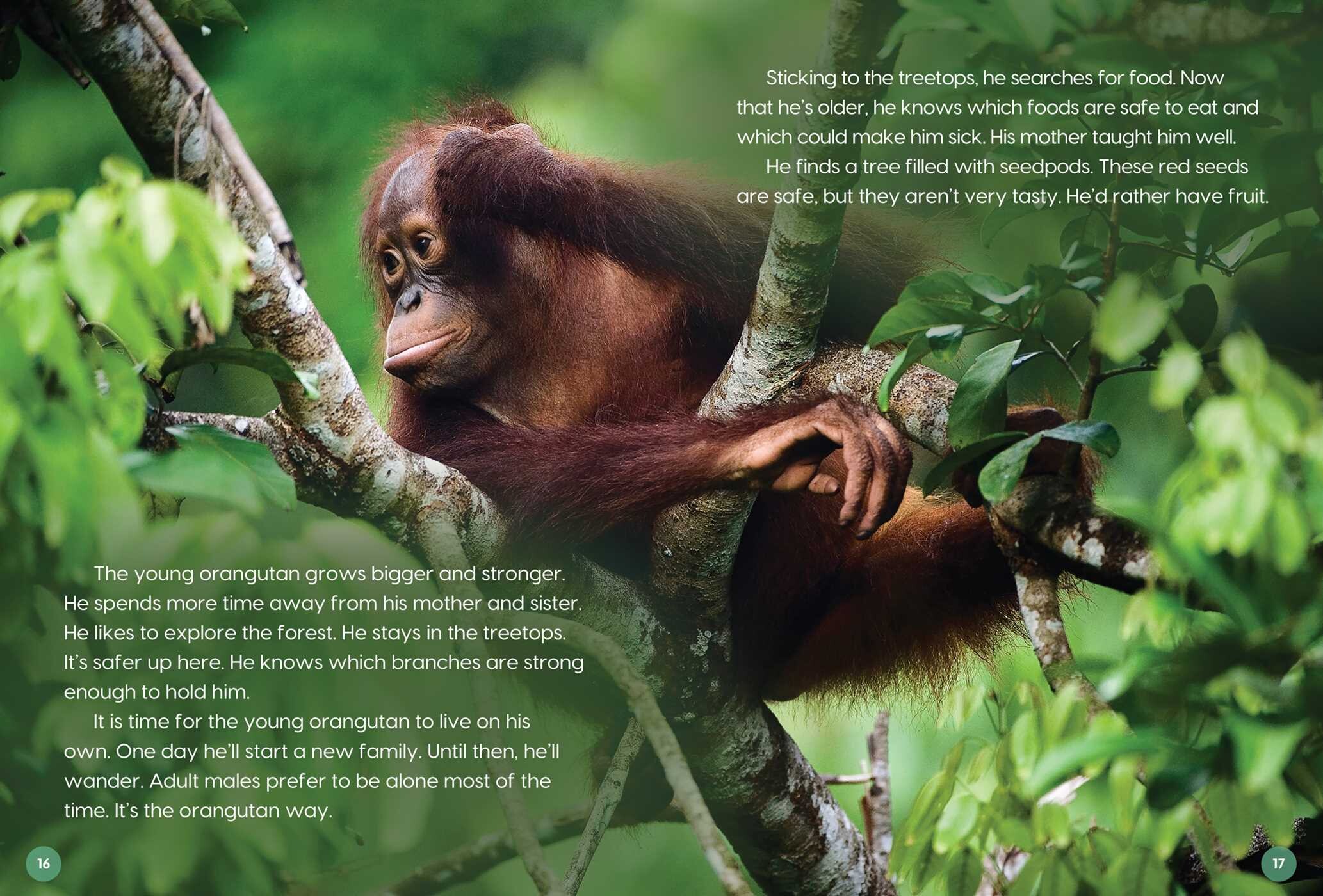 Discovery 5-Minute Animal Tales | Book by Editors of Silver Dolphin ...