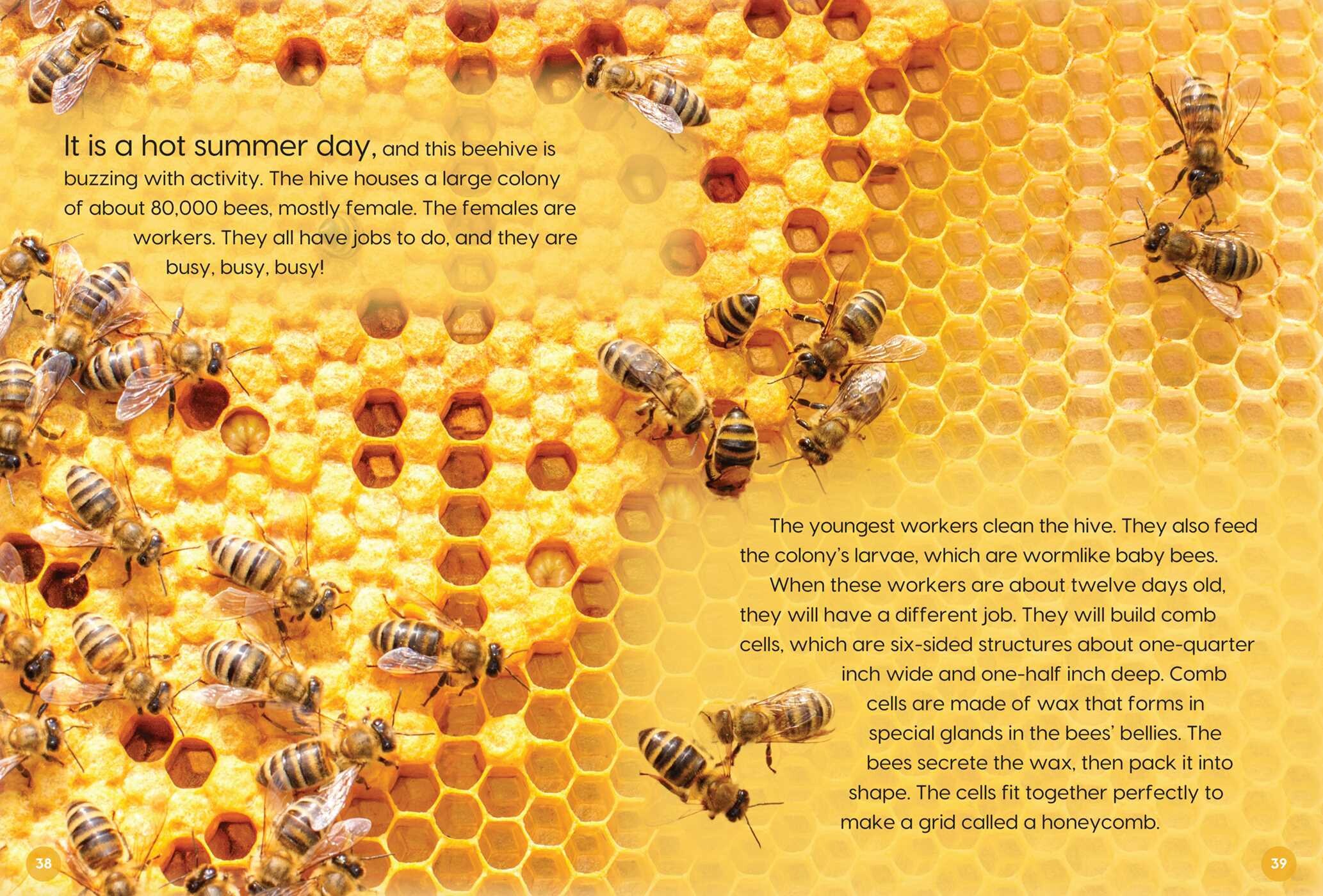 Discovery 5-Minute Animal Tales | Book by Editors of Silver Dolphin ...