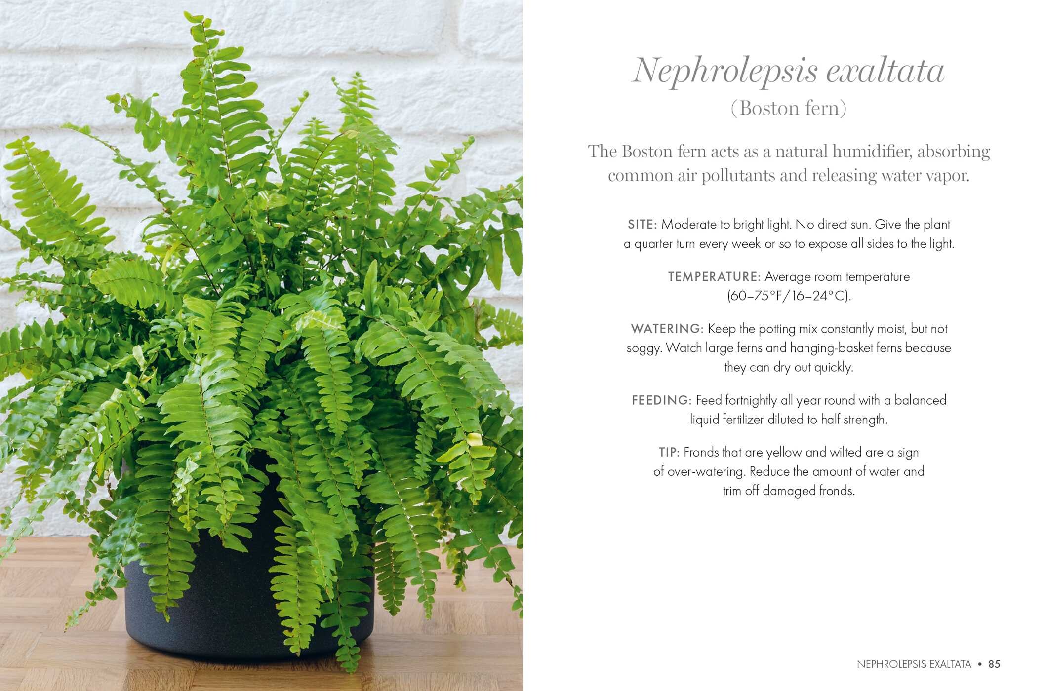 Happy Houseplants | Book by Isabelle Palmer | Official Publisher Page ...