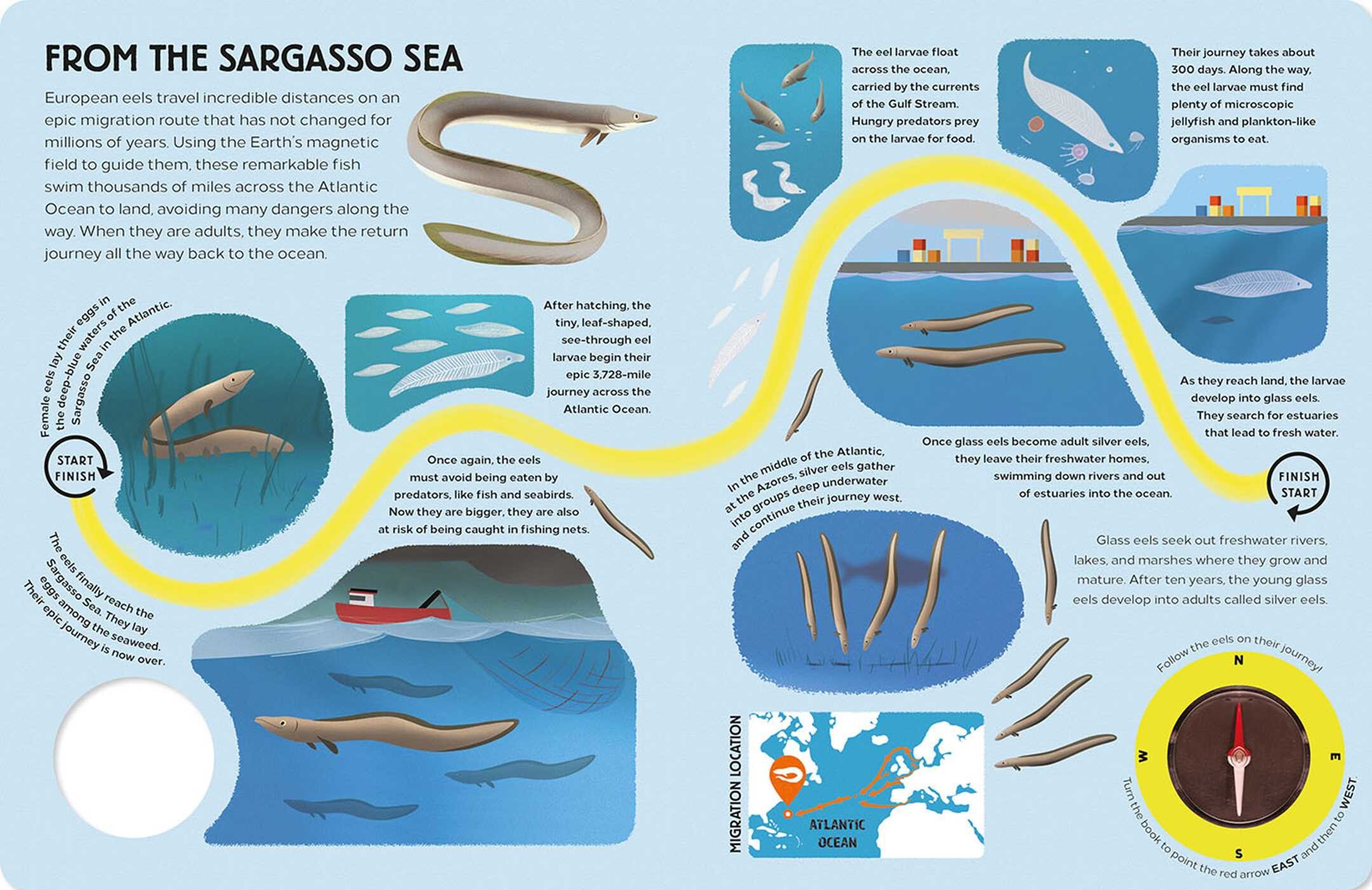 Epic Animal Journeys in the Sea | Book by Steve Parker, Matilda Martin ...