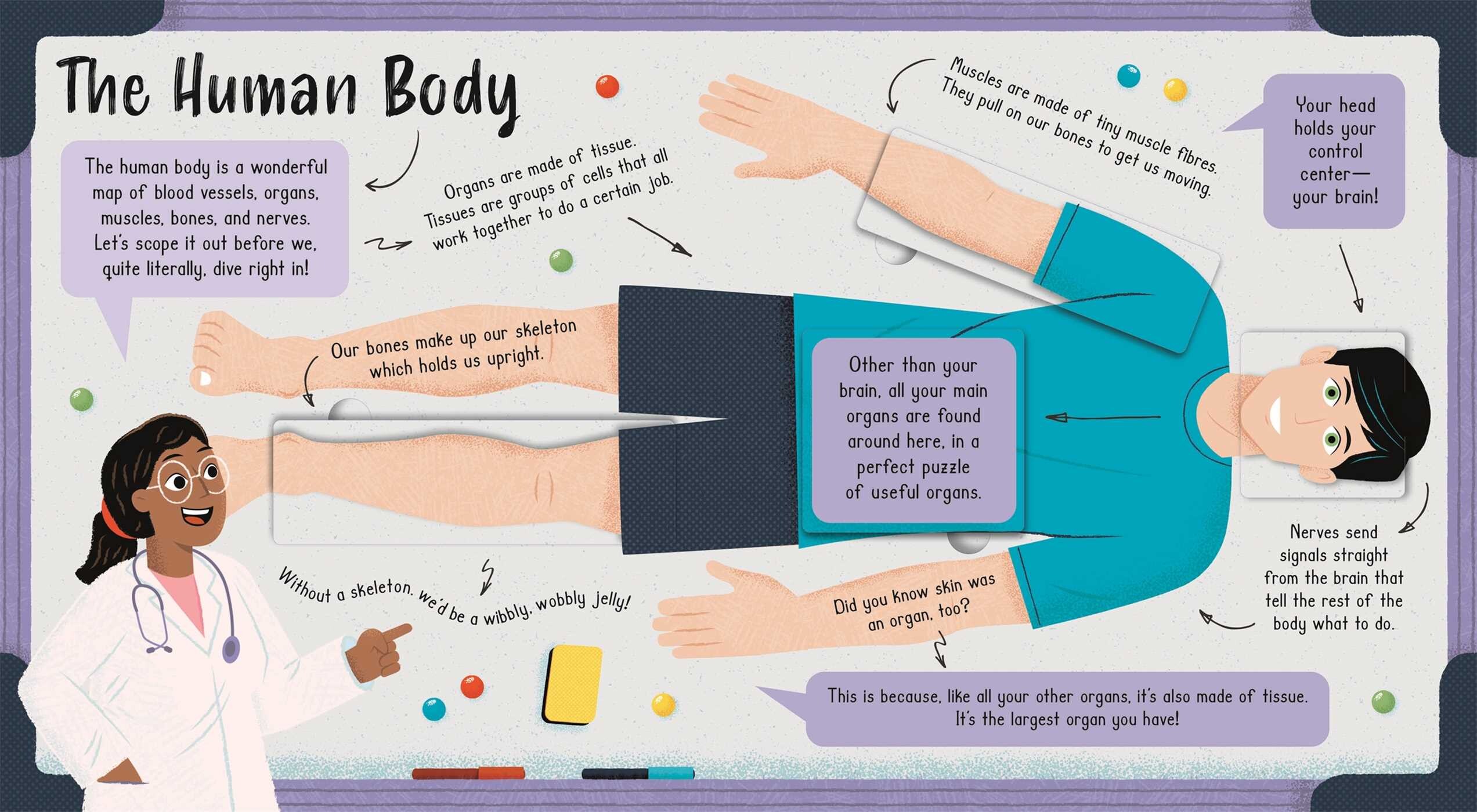 Lift-the-Flap Human Body Adventure | Book by IglooBooks, Willow Green ...