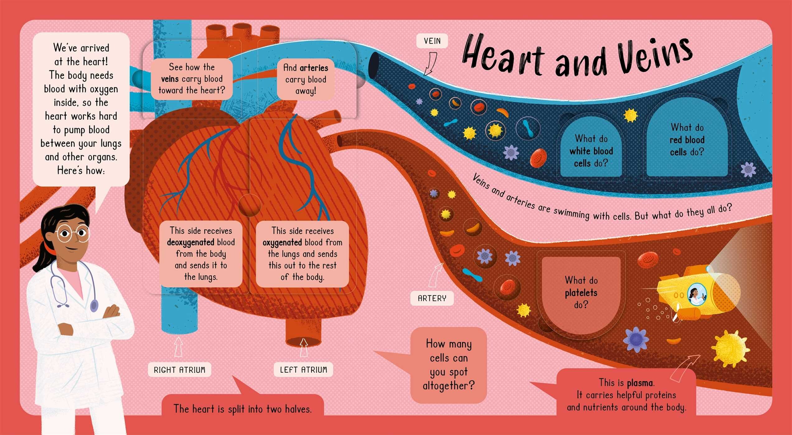 Lift-the-Flap Human Body Adventure | Book by IglooBooks, Willow Green ...