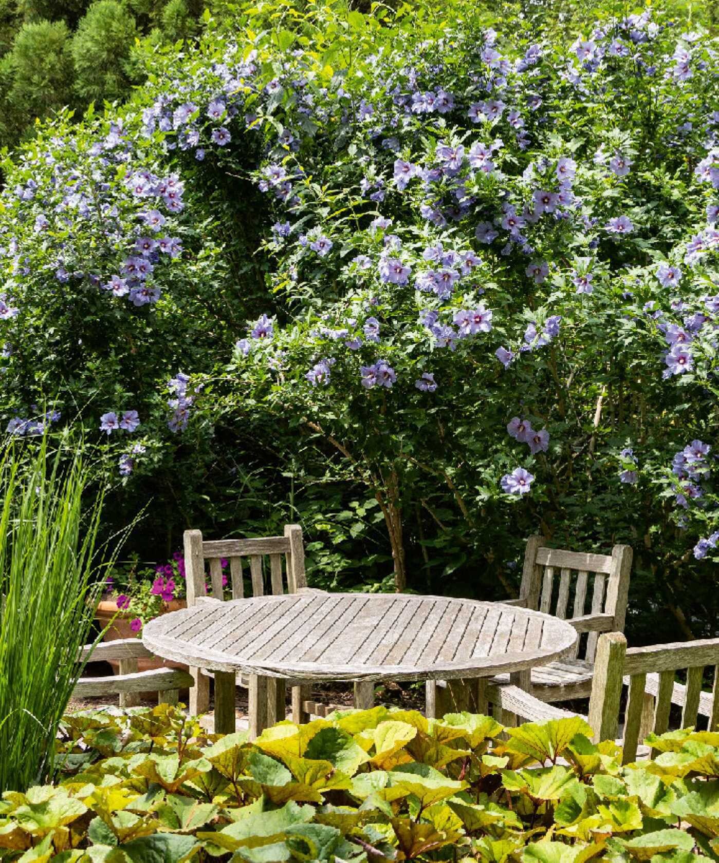 The Gardens of the Hamptons | Book by Blue Carreon | Official Publisher ...