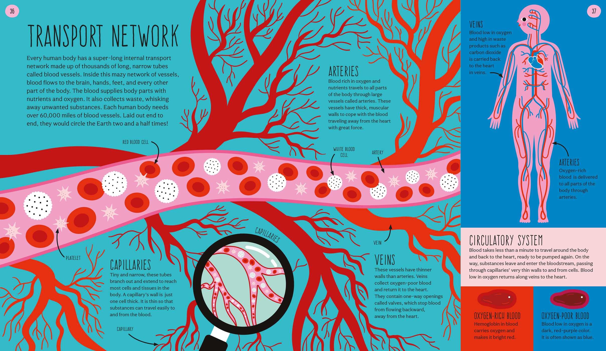 How To Make a Human | Book by Clive Gifford | Official Publisher Page ...