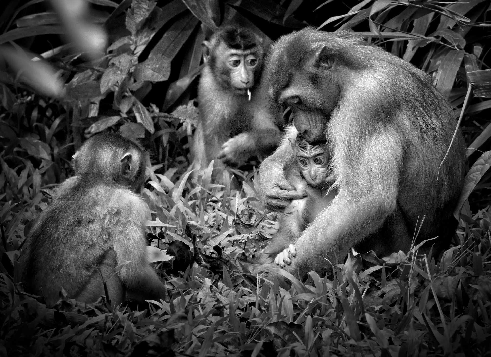 Primates | Book by Lennette Newell | Official Publisher Page | Simon ...