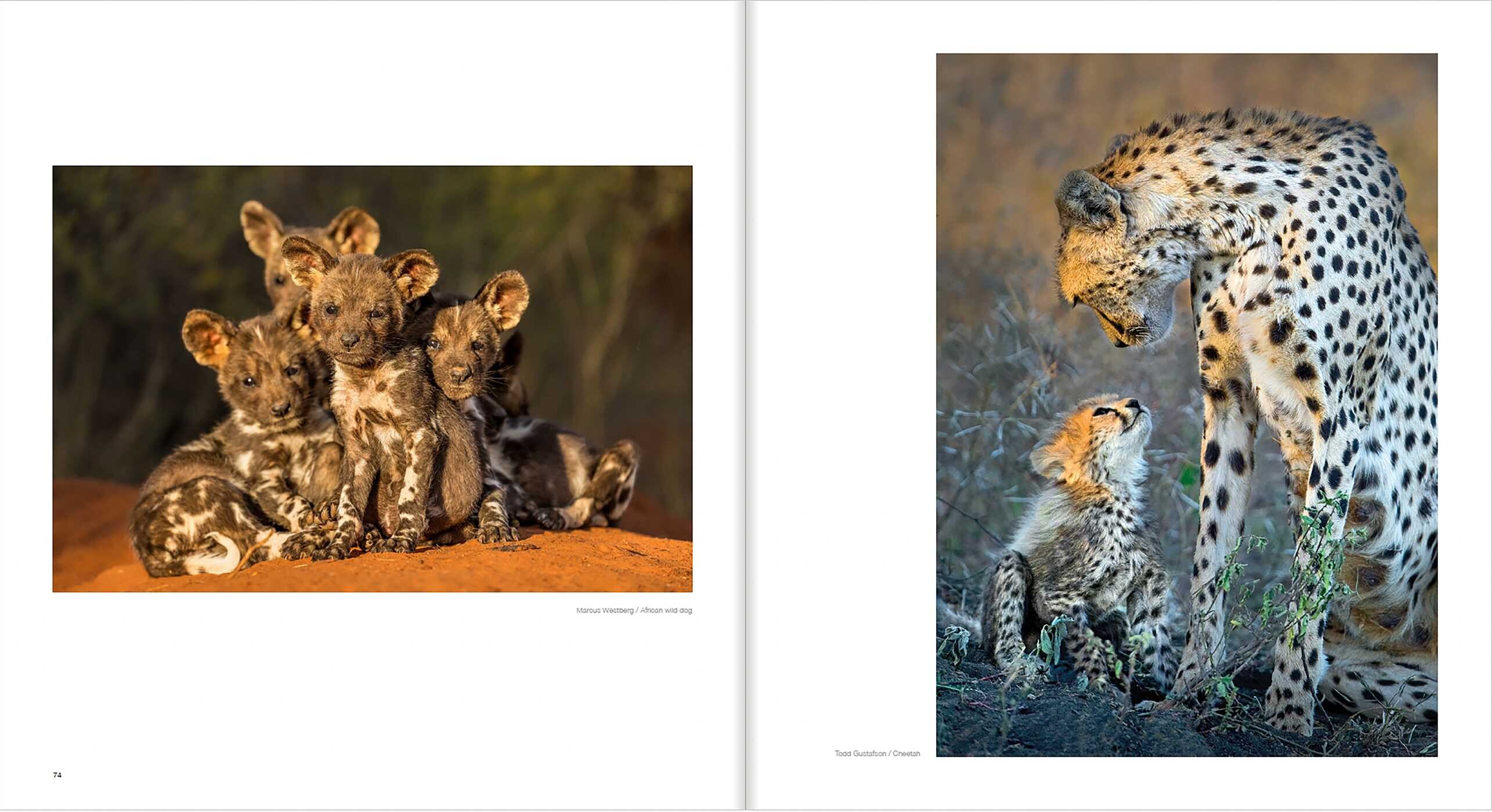 10 Years of Remembering Wildlife | Book by Margot Raggett | Official ...
