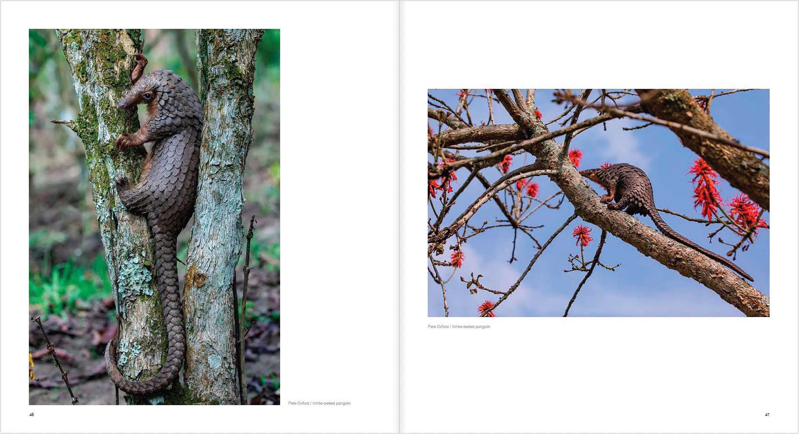 10 Years of Remembering Wildlife | Book by Margot Raggett | Official ...