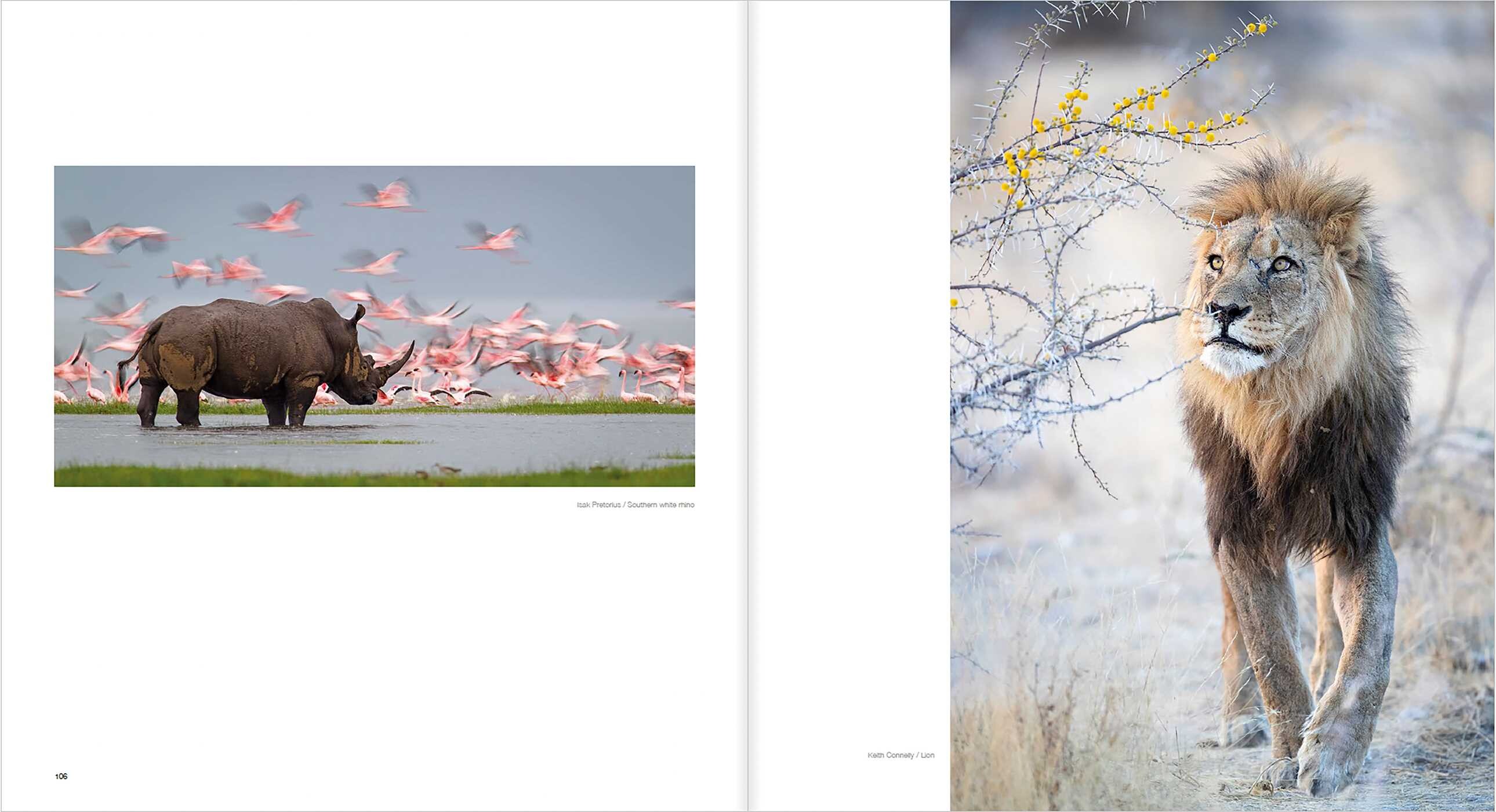 10 Years of Remembering Wildlife | Book by Margot Raggett | Official ...