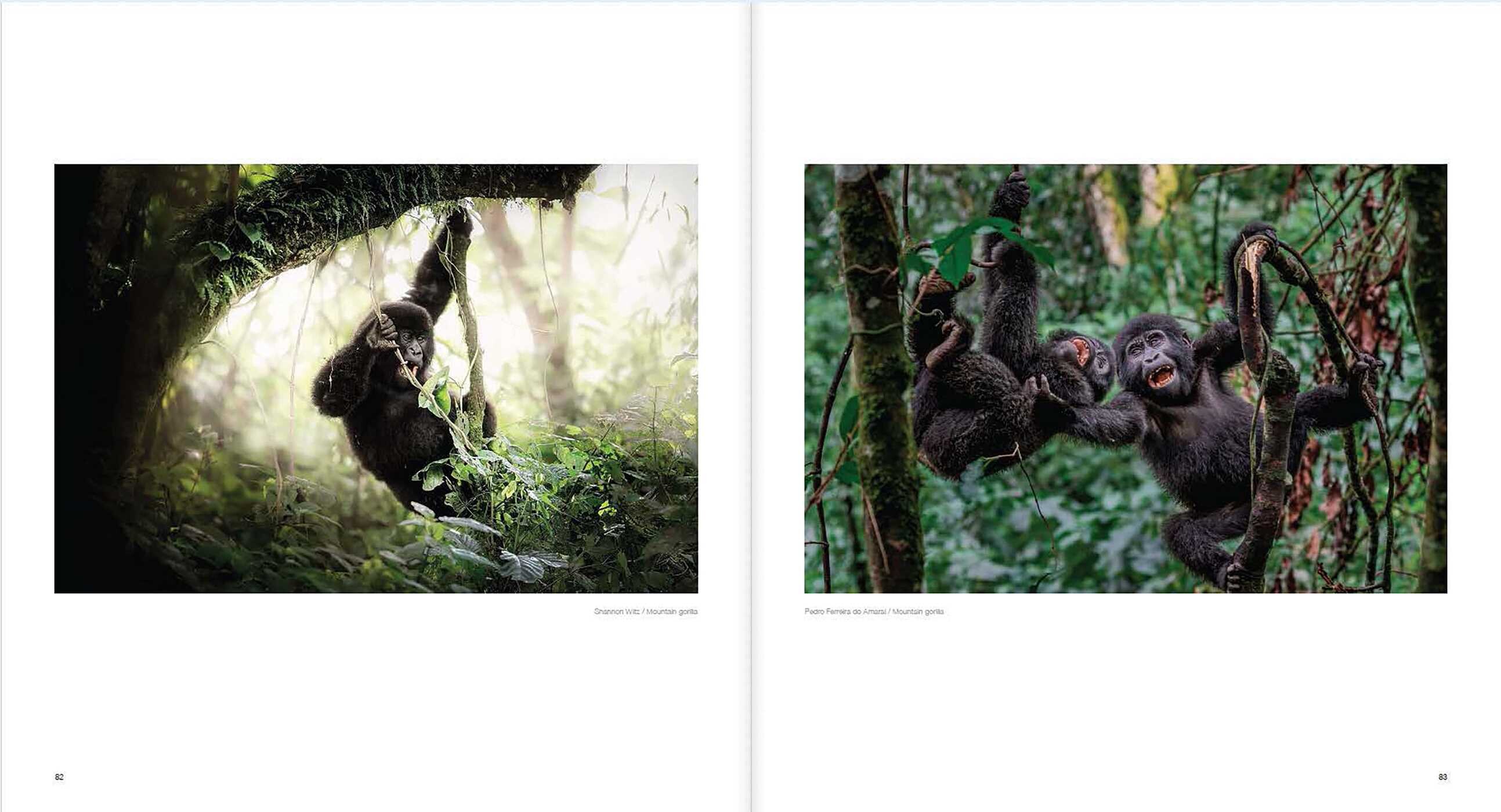 10 Years of Remembering Wildlife | Book by Margot Raggett | Official ...