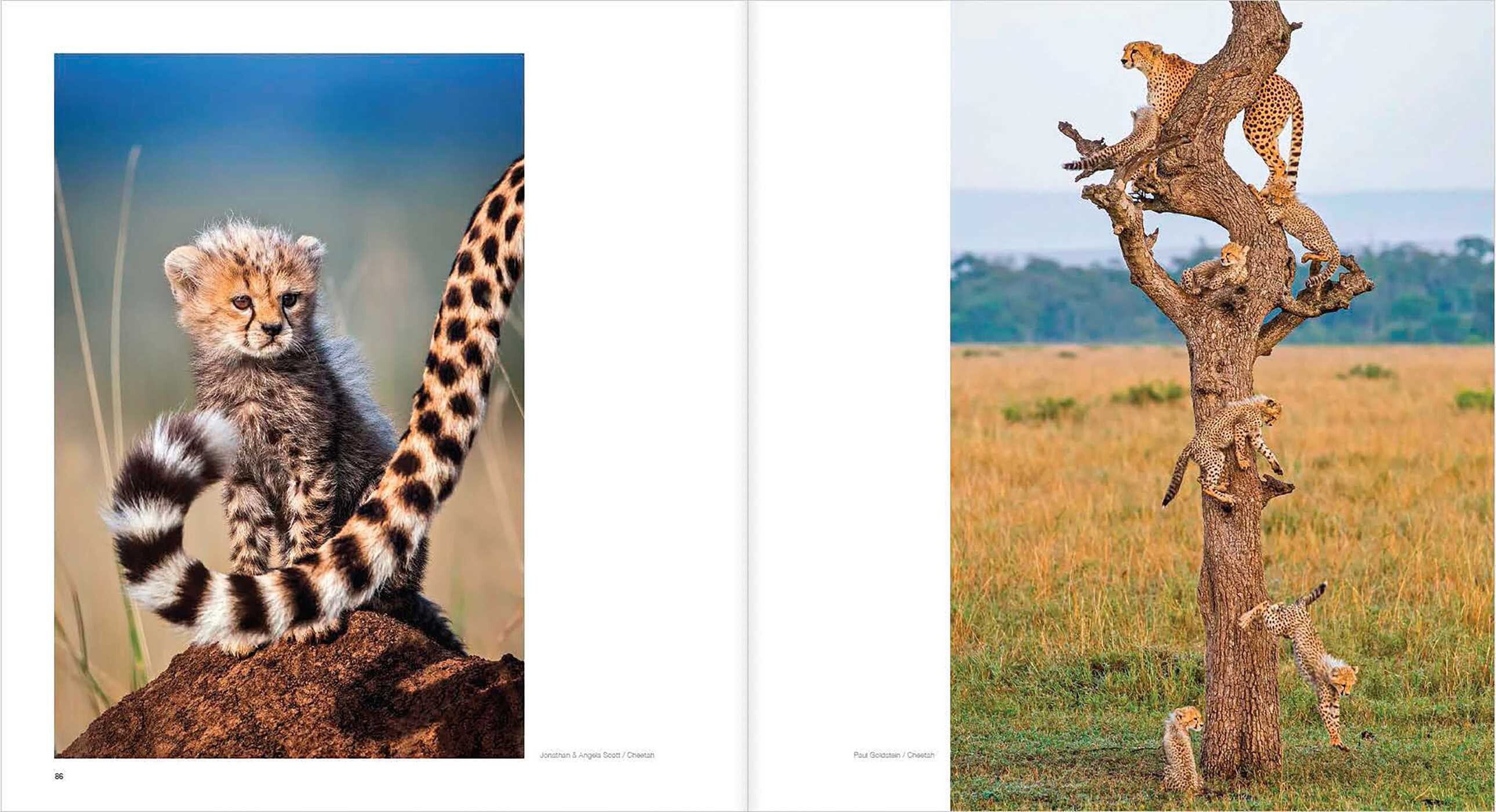 10 Years of Remembering Wildlife | Book by Margot Raggett | Official ...