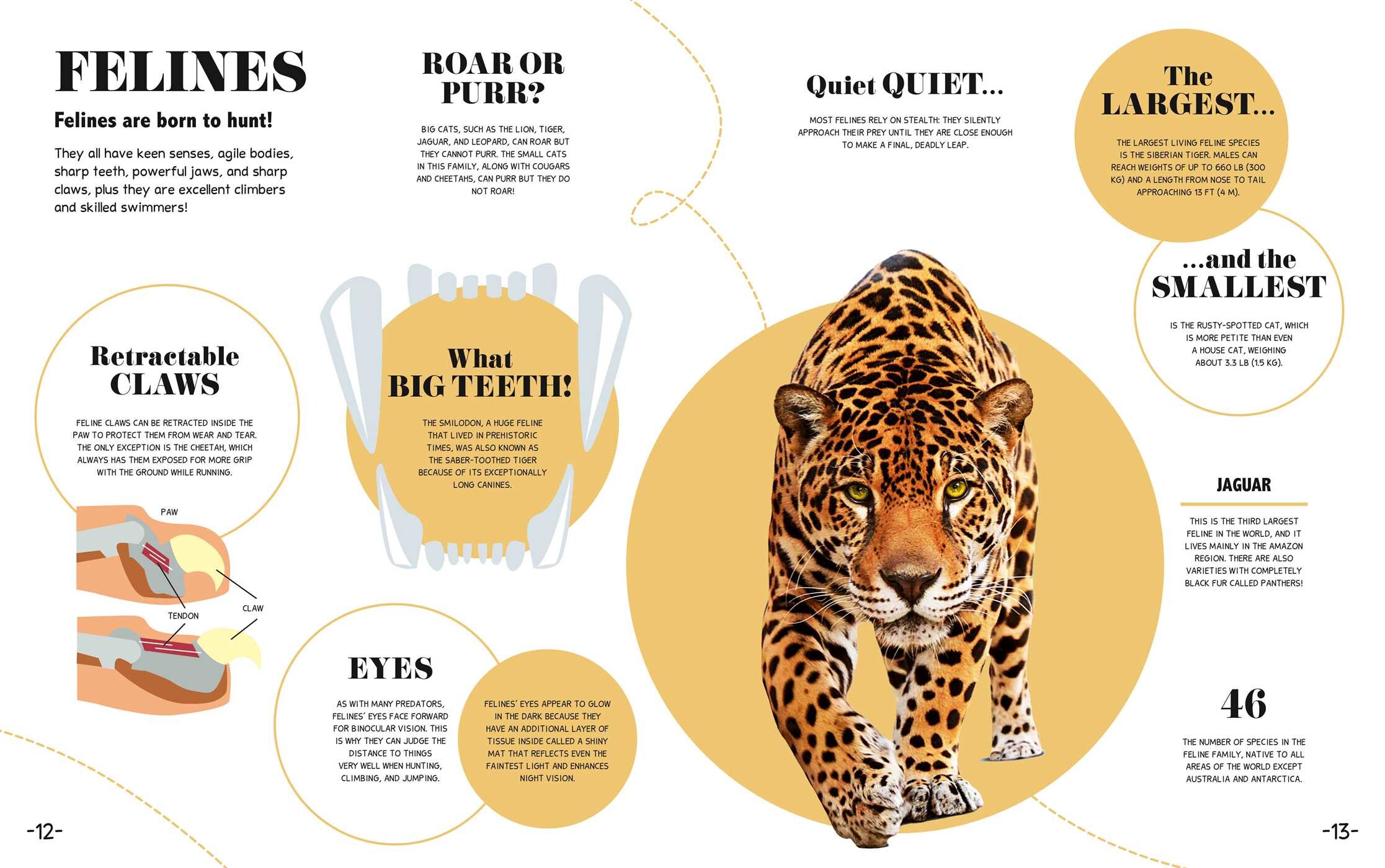 Bite-Sized Facts: Nature | Book by Cristina Banfi | Official Publisher Page | Simon & Schuster