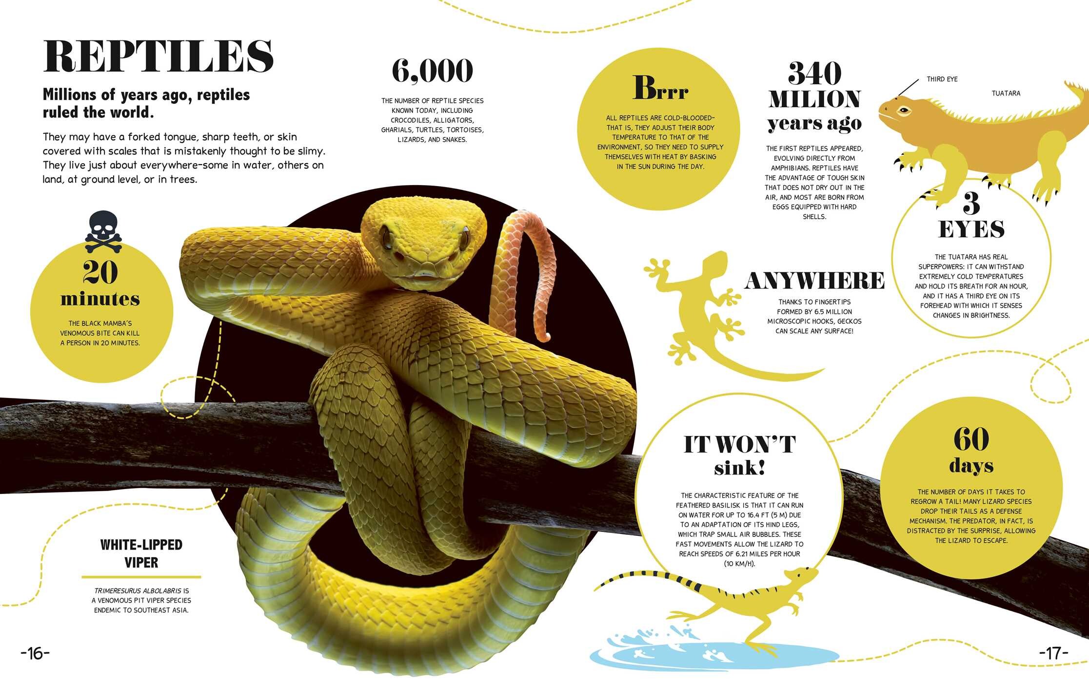 Bite-Sized Facts: Nature | Book by Cristina Banfi | Official Publisher ...